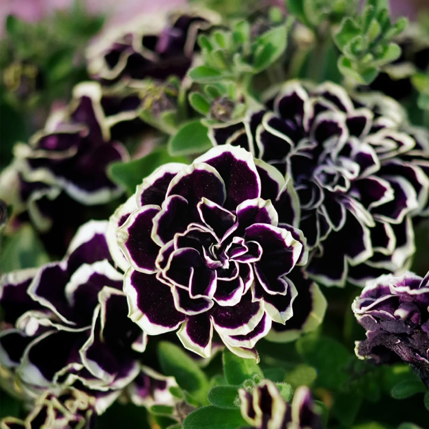 Amazon.com : 200 Petunia Seeds - Black Velvet Wave Petunia Seeds for ...