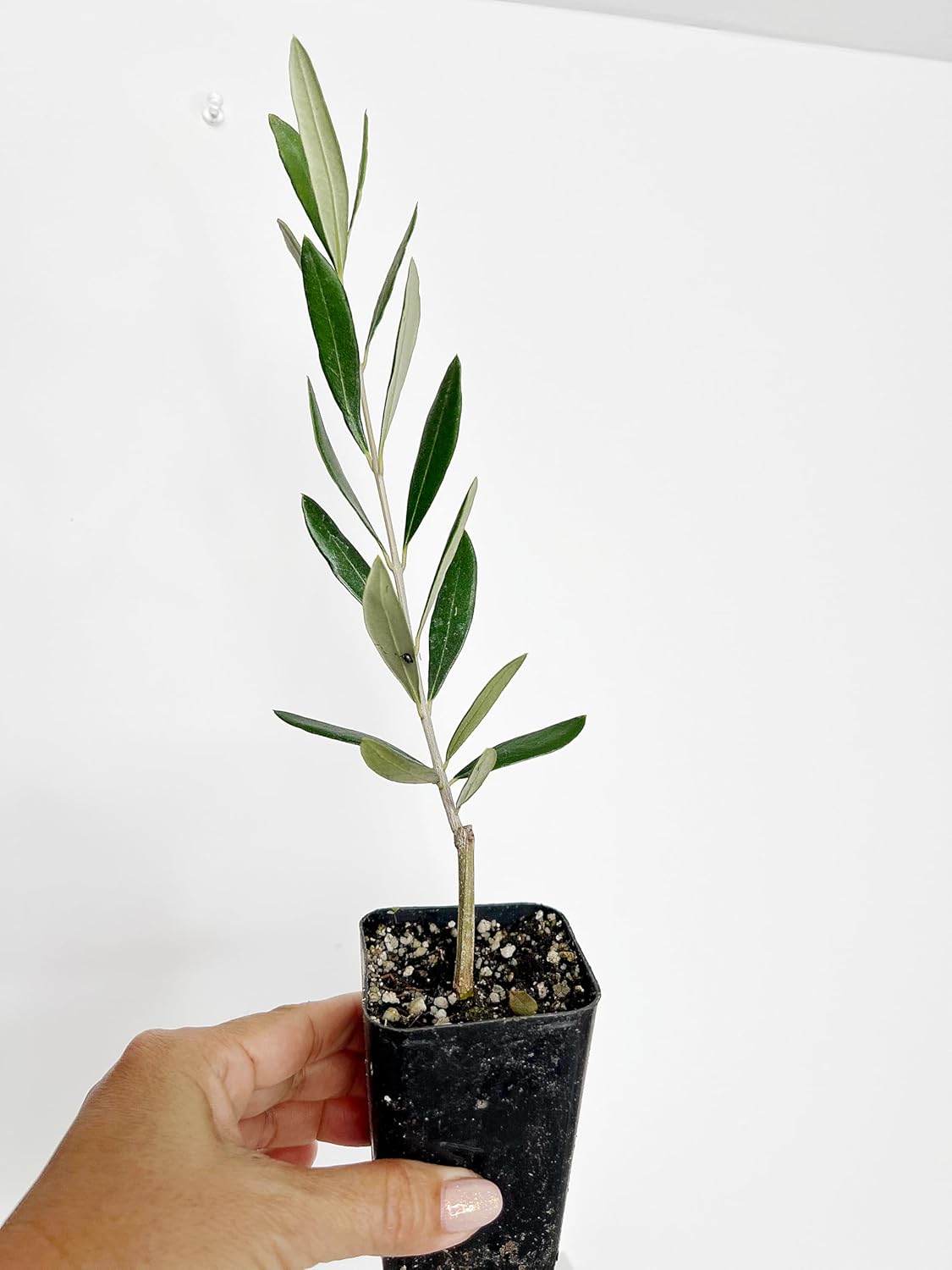 Amazon.com : Mission Olive Tree Sapling, 4 in Tall, 2 in Pot, Drought ...