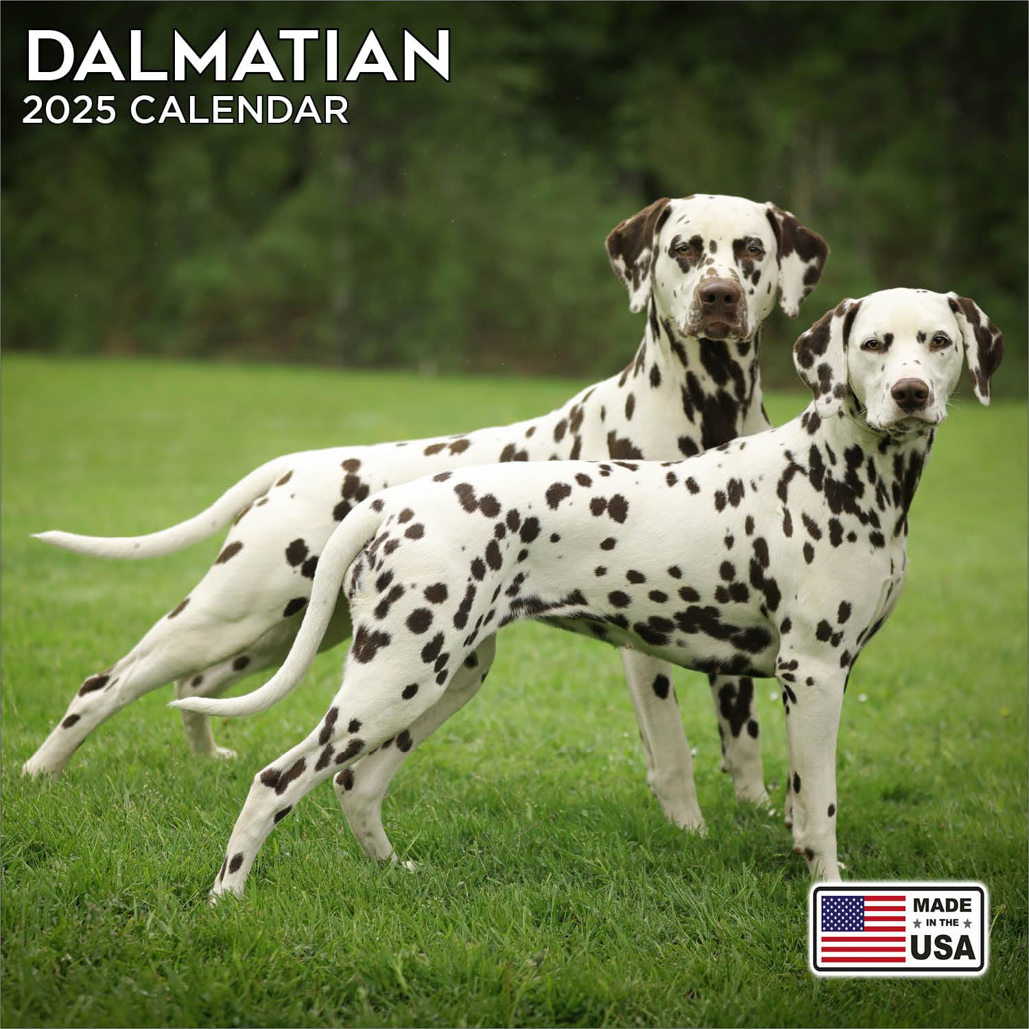 Snapklik.com : 2025 Dalmatian Calendar - Dog Breed Wall Calendar - 12 X ...