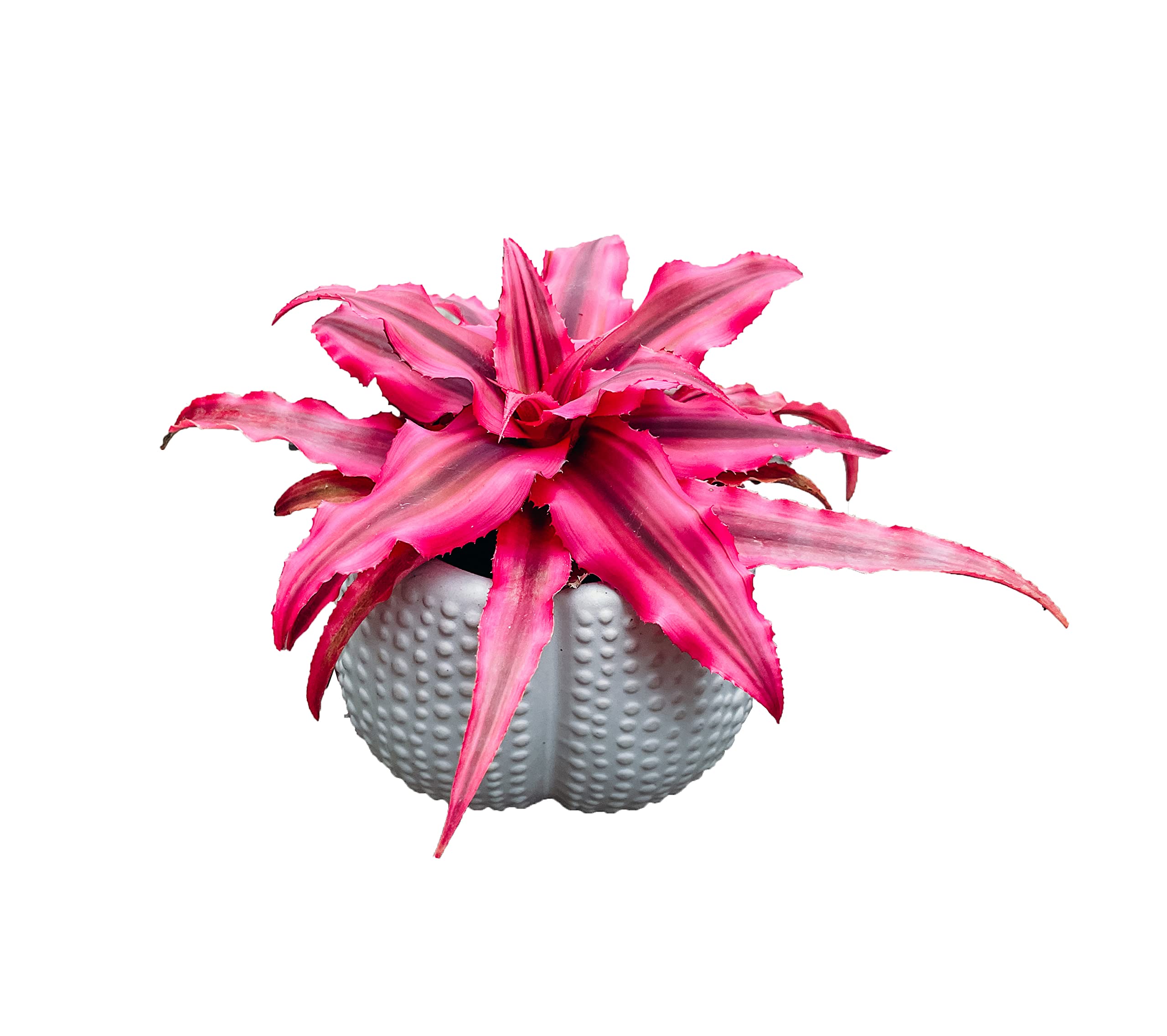 Amazon.com : 4 in. Earth Star Plant (Cryptanthus) in Deco Pot : Patio ...