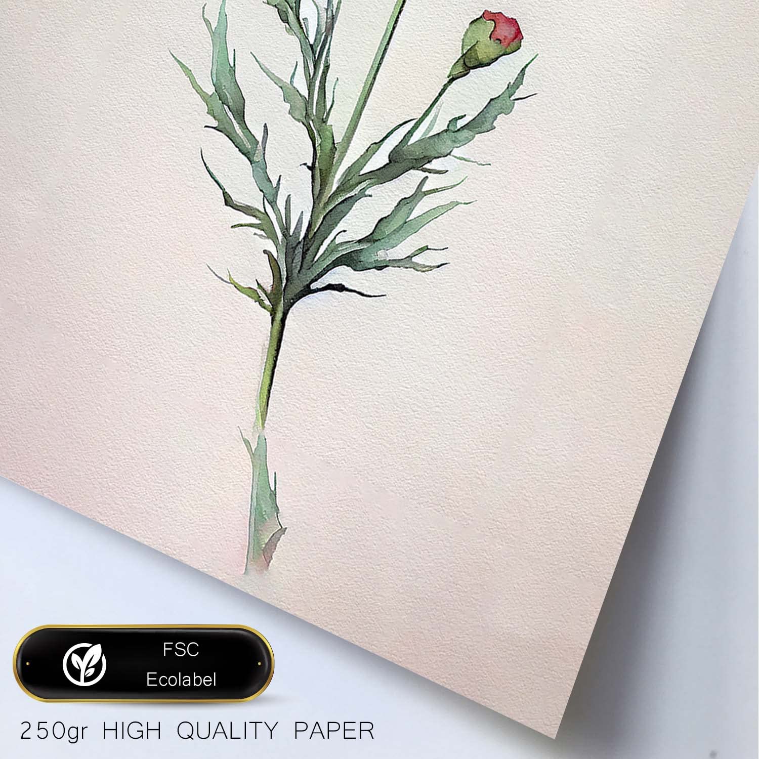 Witte Anjer Bloem Tekening De Anjer Bloem Kleurplaat Overzicht Schets