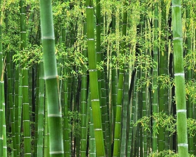 Amazon.com : 100 Rare Moso Bamboo Seeds - Exotic Garden Shade Plants ...