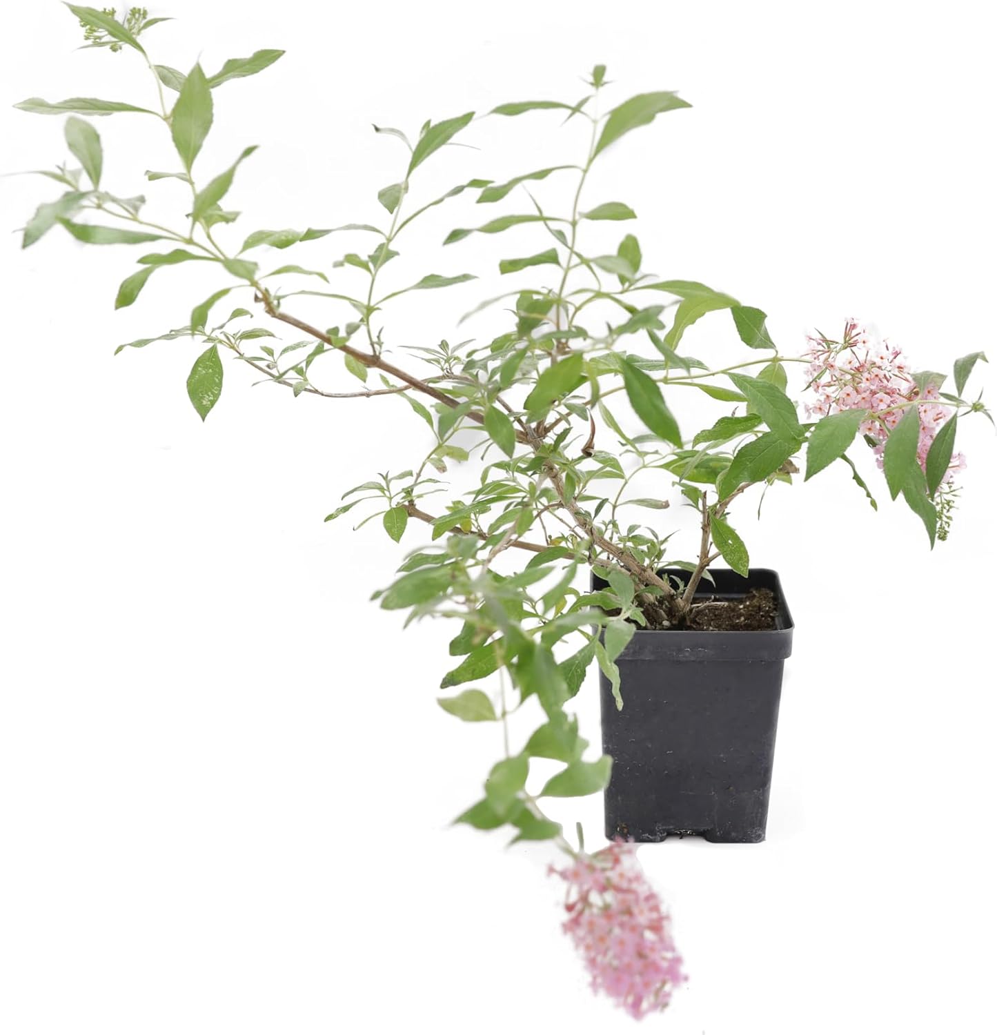 Amazon.com : Greenwood Nursery: Live Shrub Plants - 'Pink Cascade ...