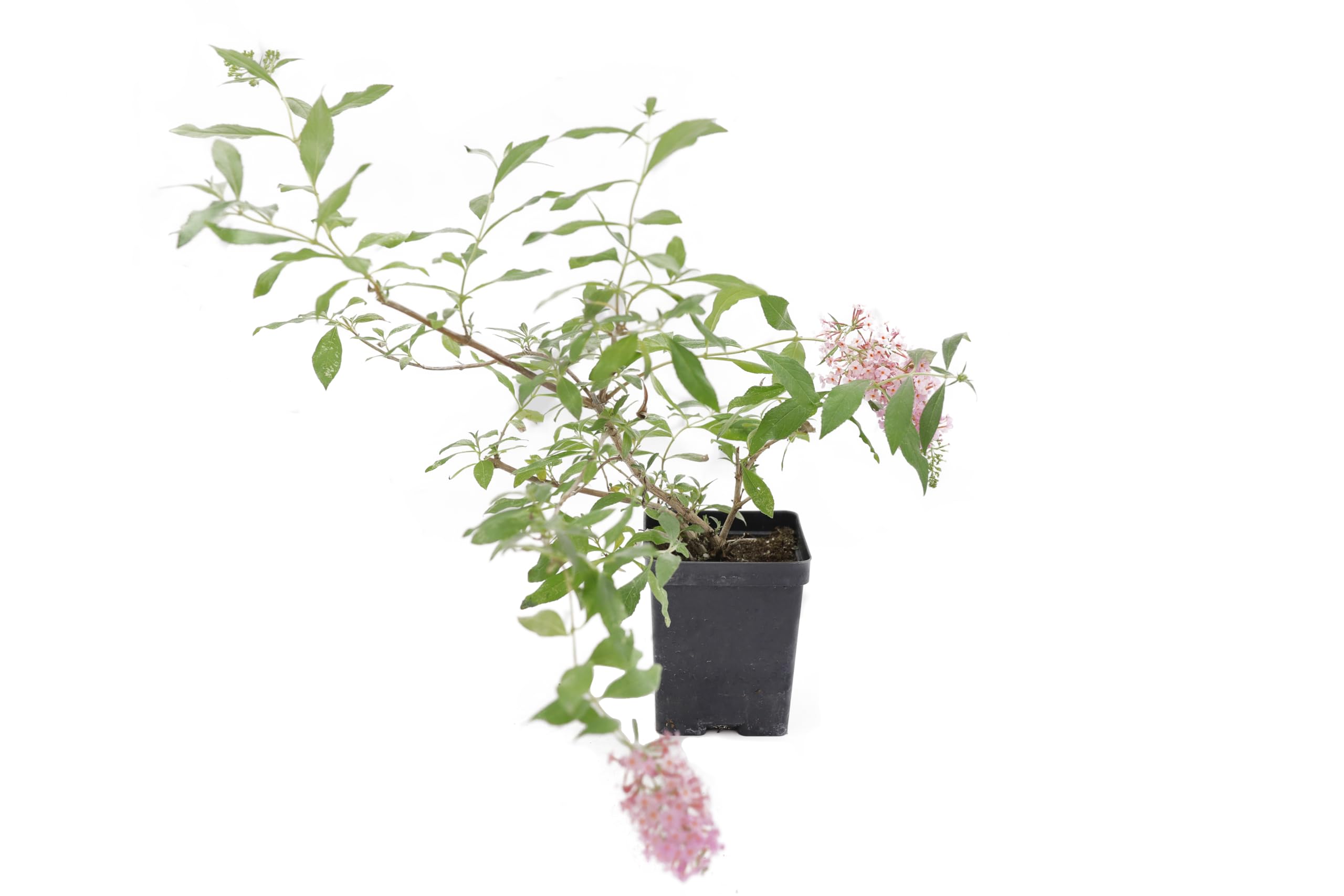 Amazon.com : Greenwood Nursery: Live Shrub Plants - 'Pink Cascade ...
