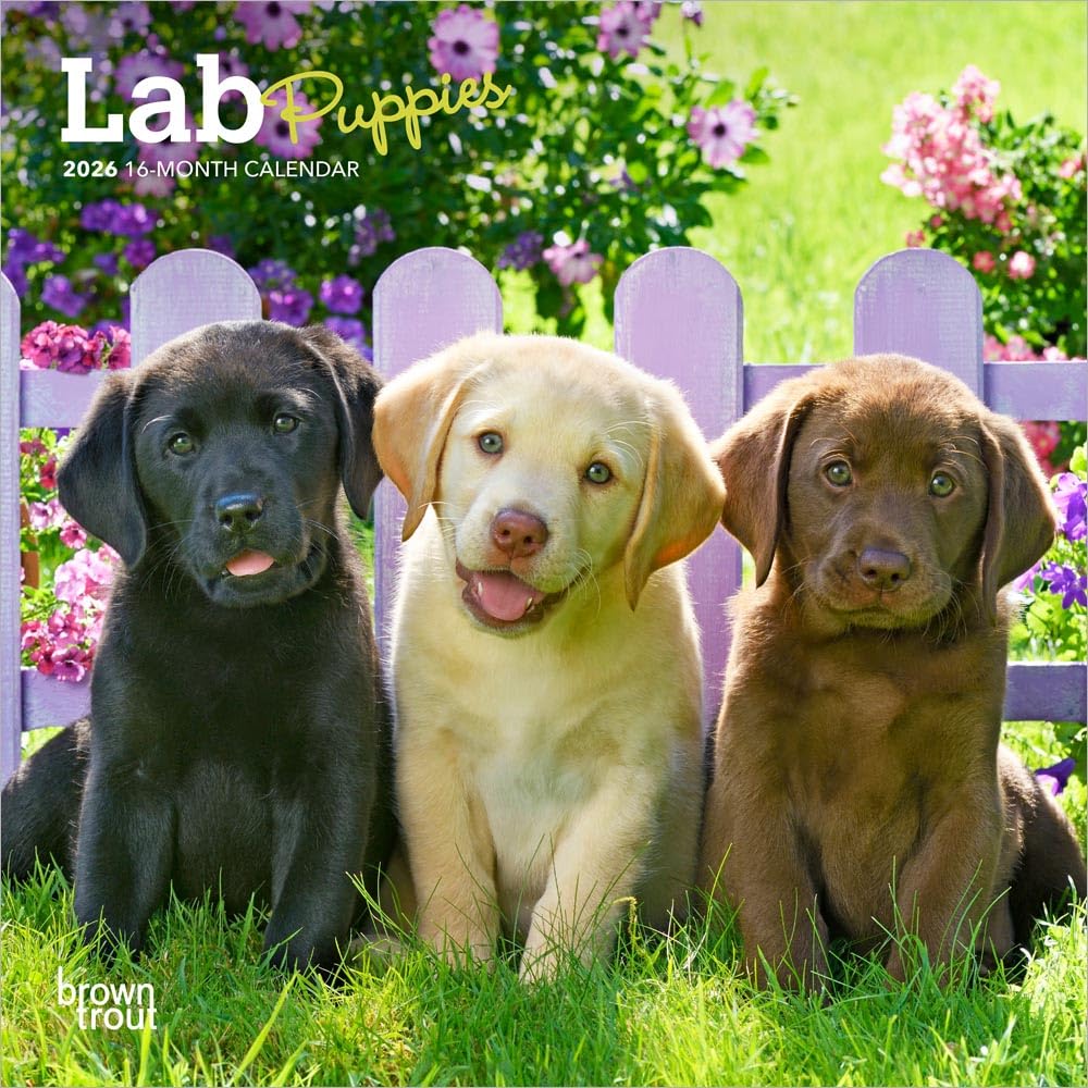 Lab Puppies | 2026 7 x 14 Inch (Hanging) Monthly Mini Wall Calendar ...