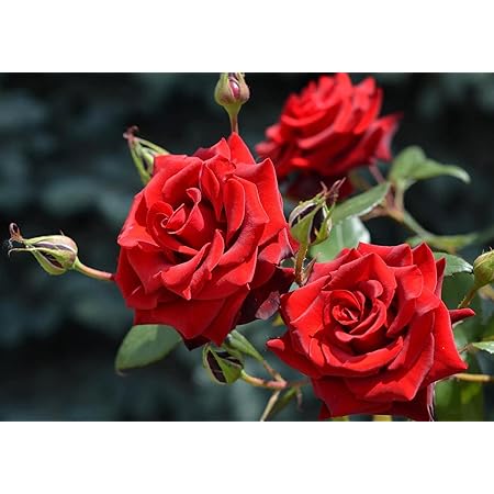 Amazon.com : 200+ Red Rose Seeds for Planting : Patio, Lawn & Garden
