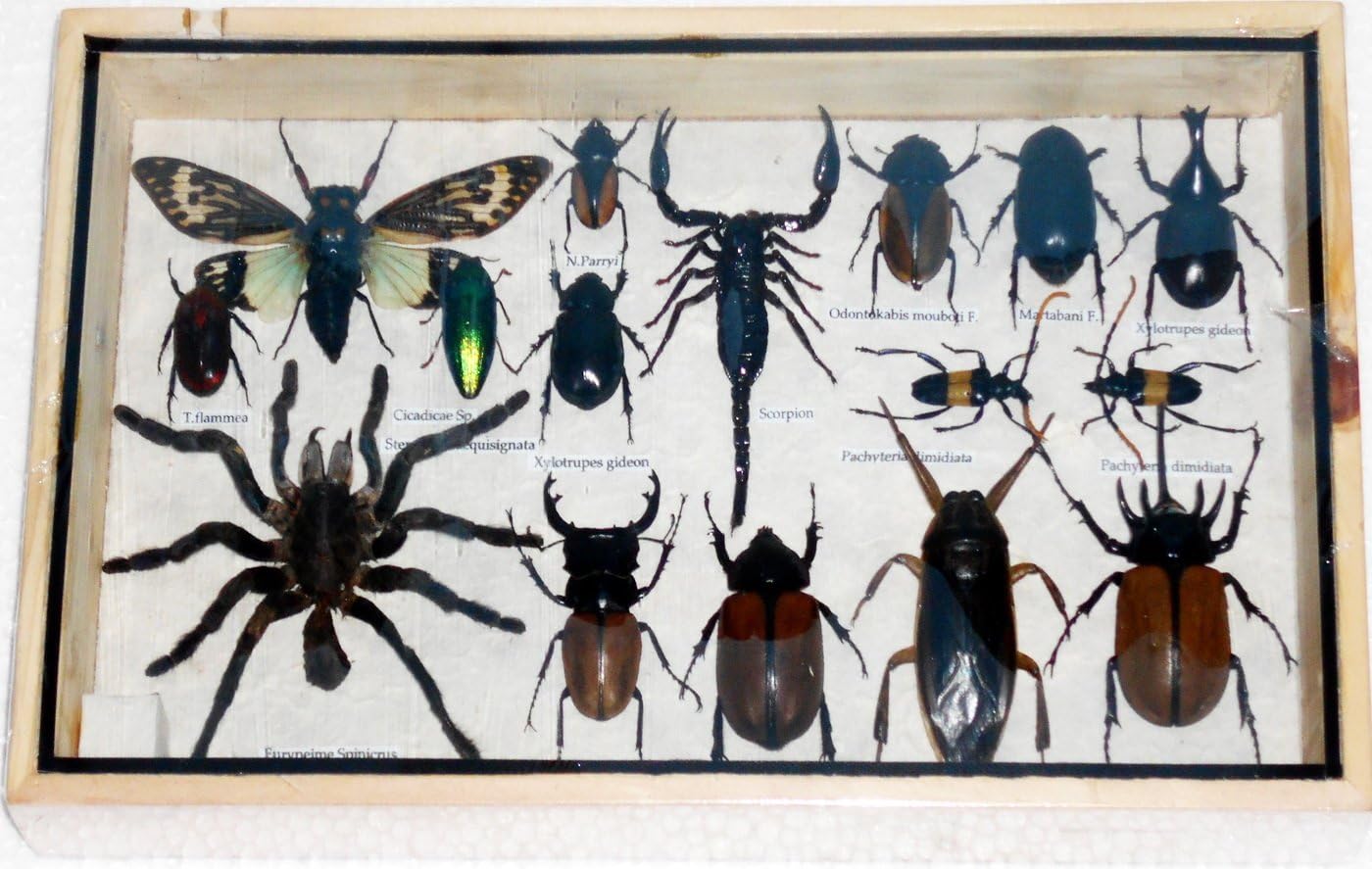 Amazon.com: REAL Multiple INSECTS BEETLES Scorpion Cicada Spider ...