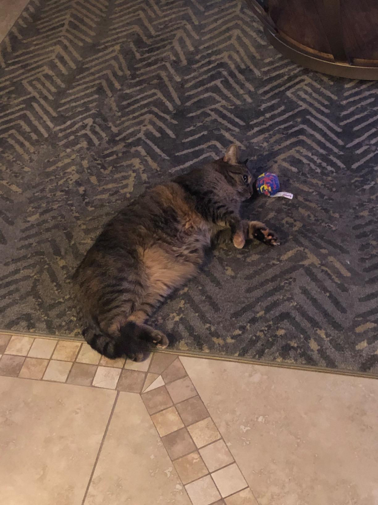 Amazon.com: Yeowww My Cats Balls - 6 Balls Total (2 Packs with 3 Balls ...