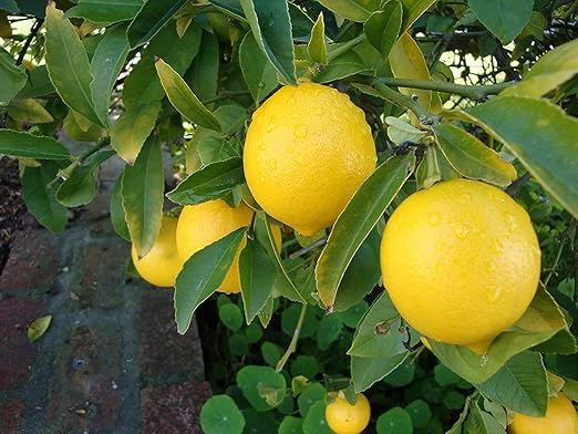 Amazon.com : Ponderosa Lemon Tree - 5 Live Plants in 1 Gallon Pots ...