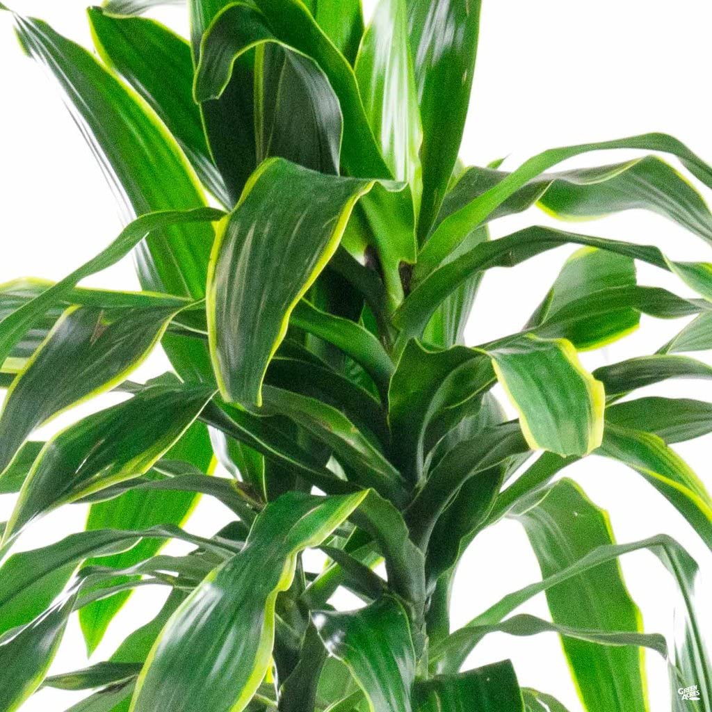 ASHISH Raj Dracaena Fragrans Massangeana Natural Live Plant in Pot ...