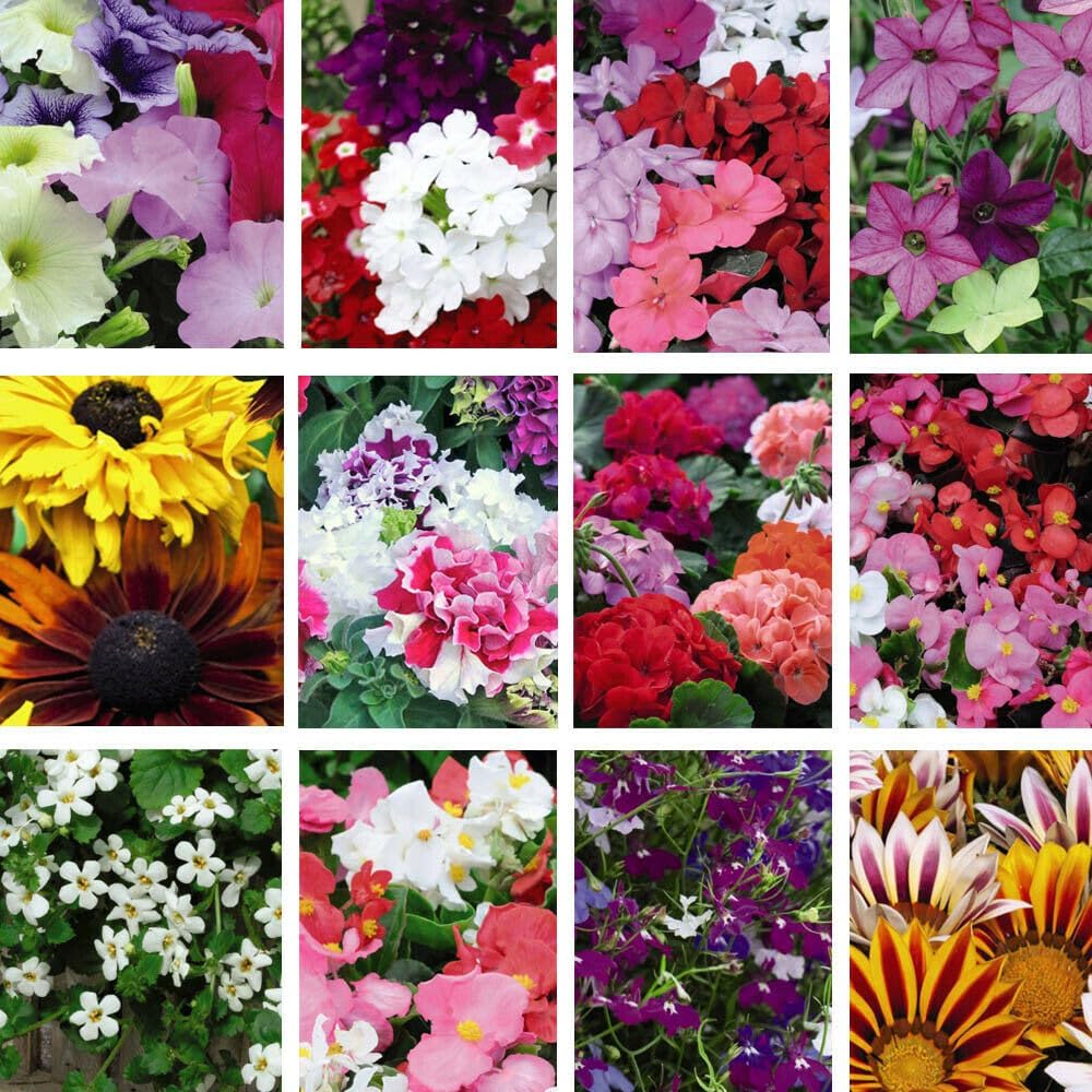 72x Plug Plants Bumper Garden Summer Bedding Plants Collection – Mixed ...