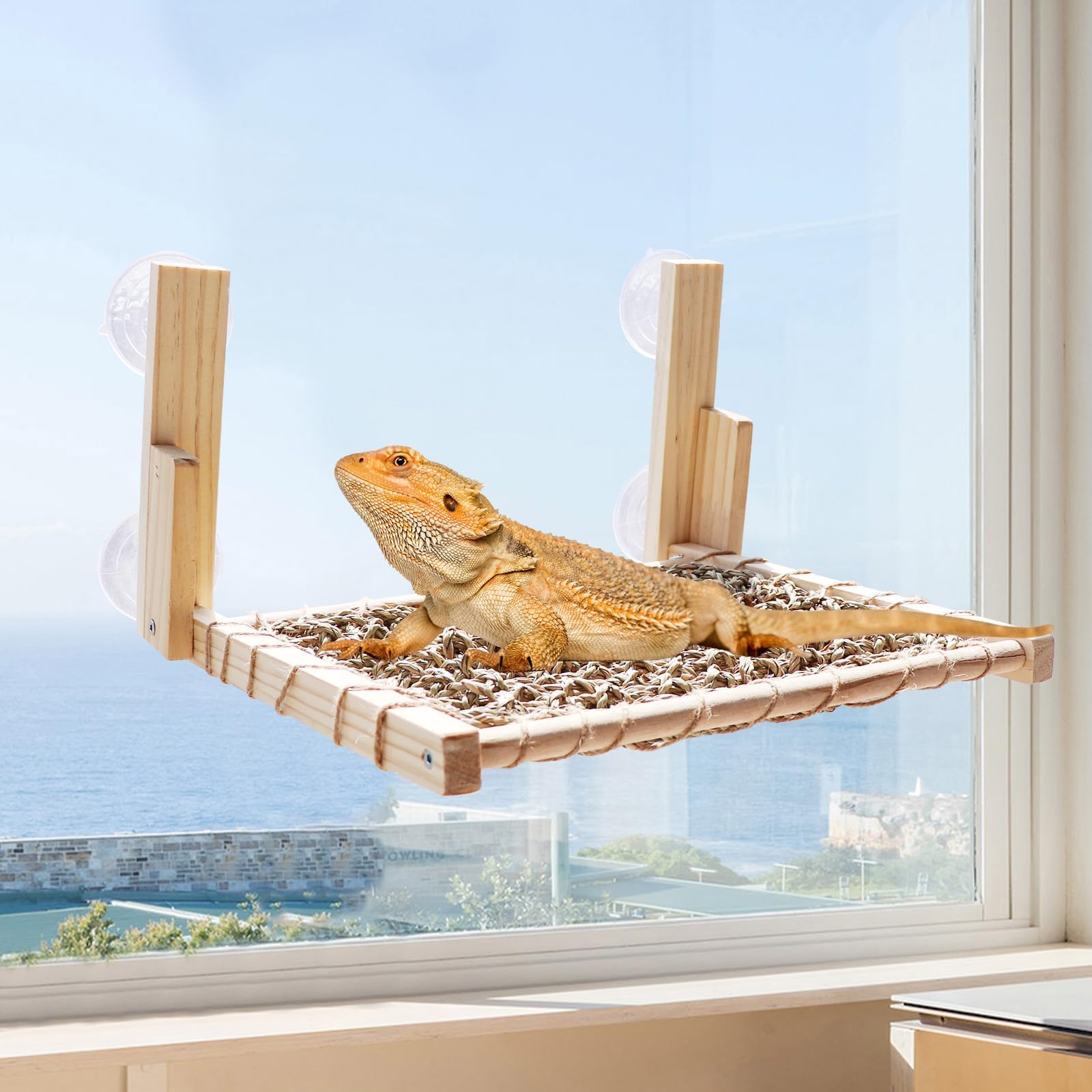 Amazon.com : Bearded Dragon Hammock, Lizard Window Perch, Wooden ...
