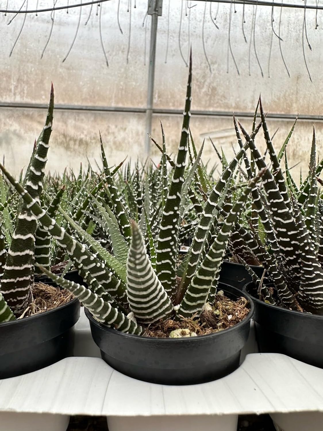 Planta de cebra, planta suculenta Haworthia Fasciata en maceta de 2 ...