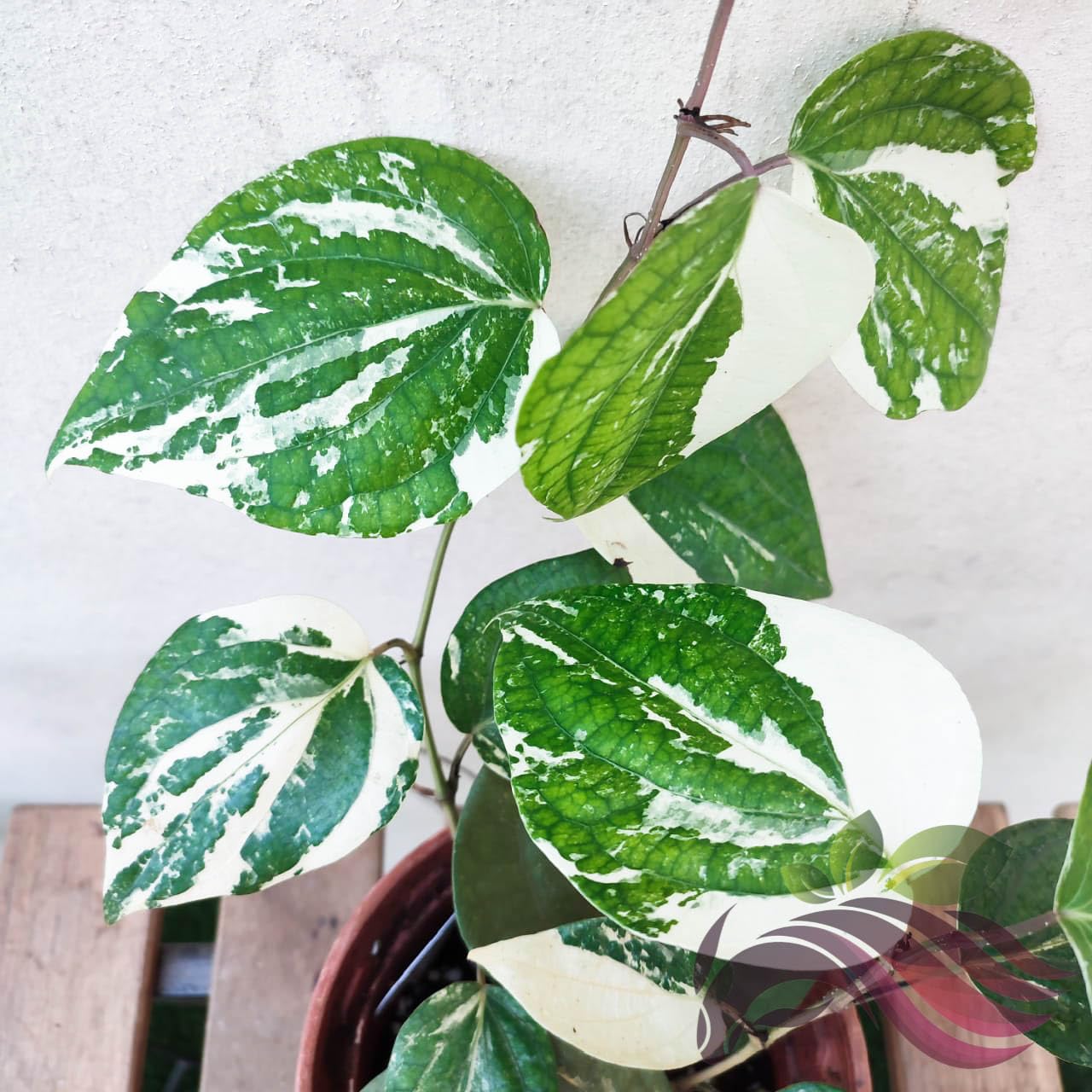 Mandy's Farm RARE Piper Variegata/Albo Live Plant : Amazon.in: Garden ...