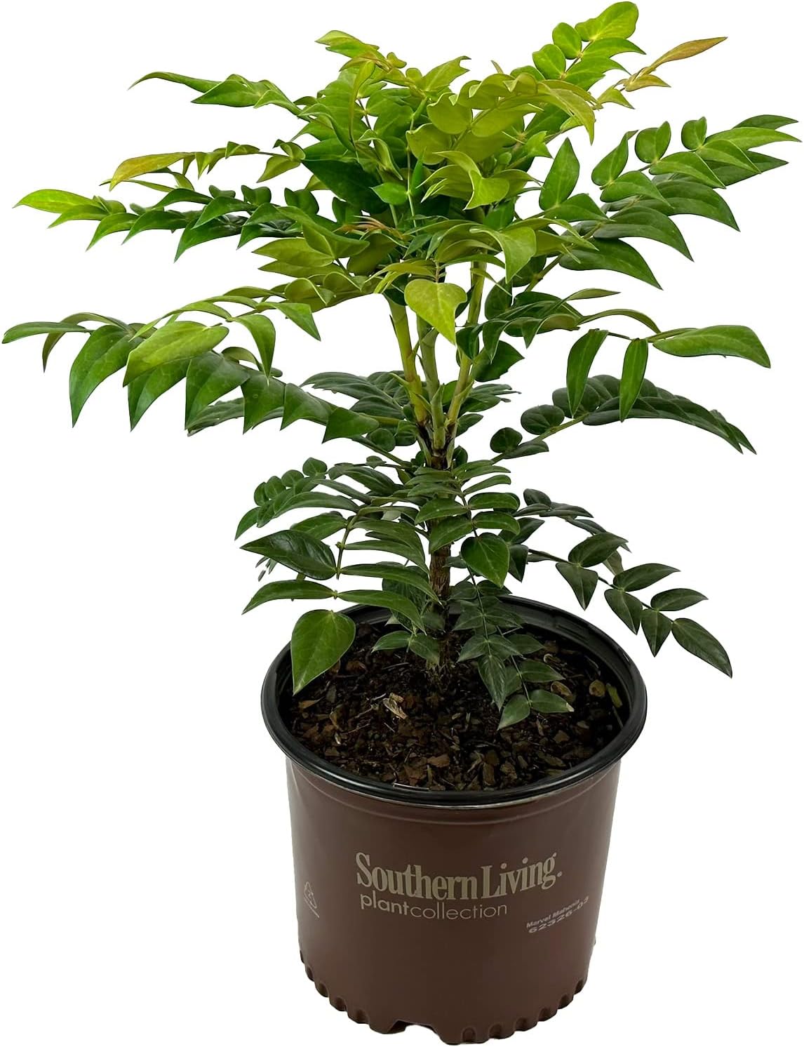 Amazon.com : Blooming & Beautiful - Marvel Mahonia - 3 gal - Southern ...