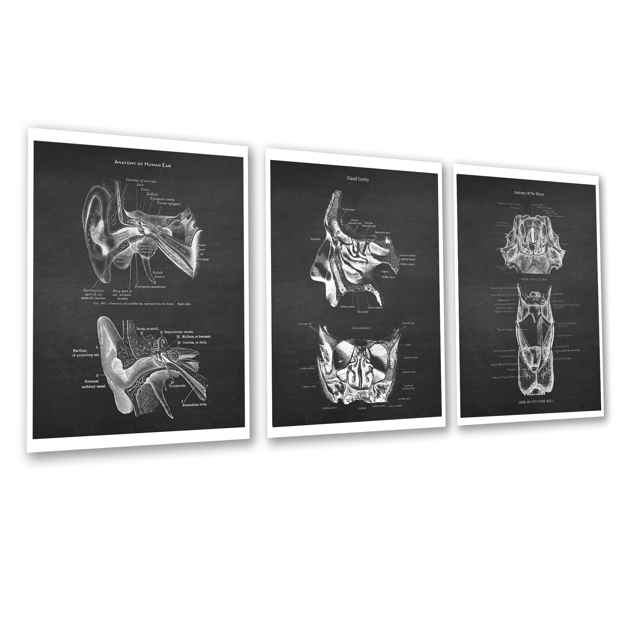 Amazon.com: Gnosis Picture Archive ENT Doctor Office Decor Appreciation ...