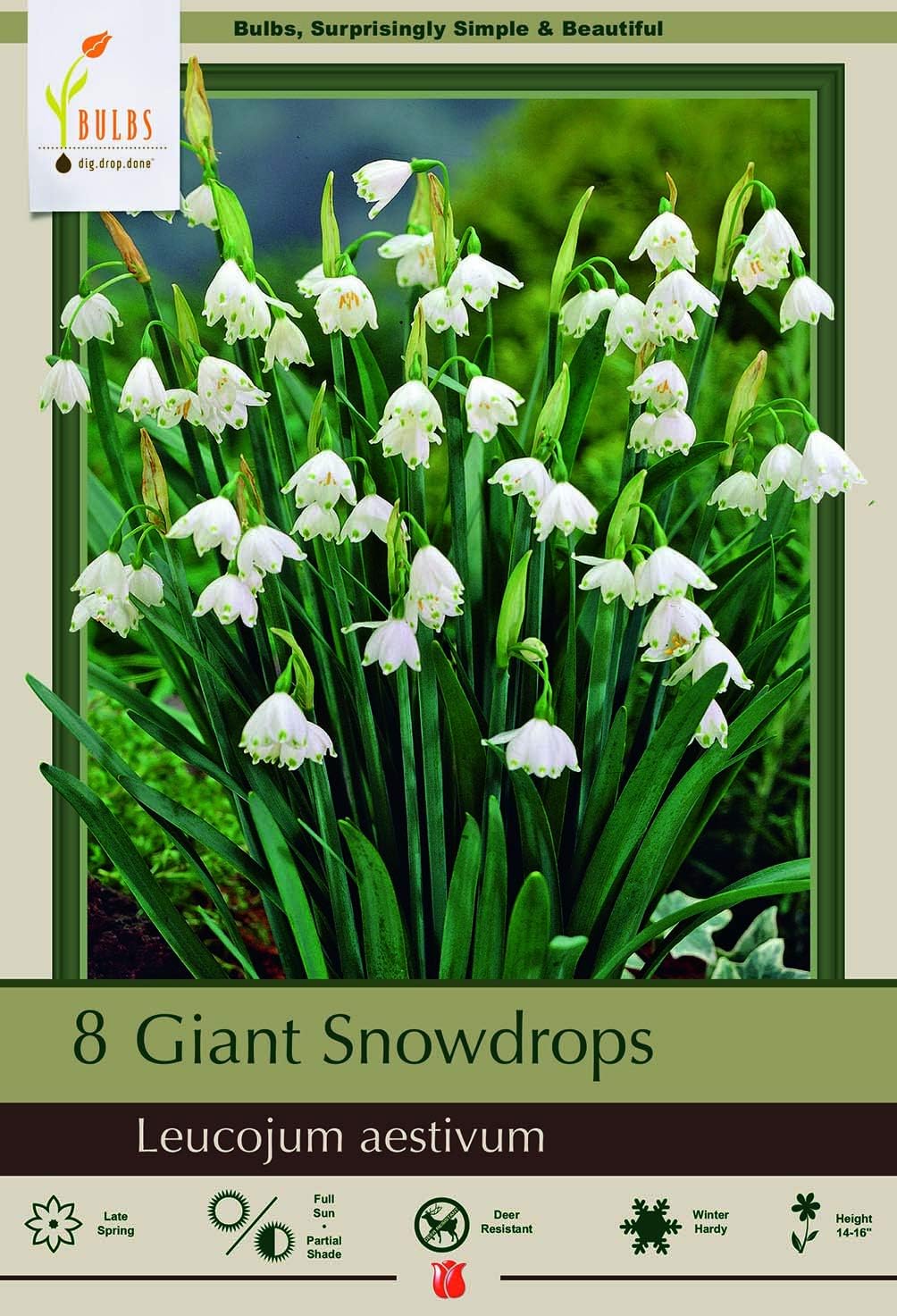Amazon.com : Giant Snowdrops - 8 Bulbs - Leucojum aestivum - 10/12 cm ...