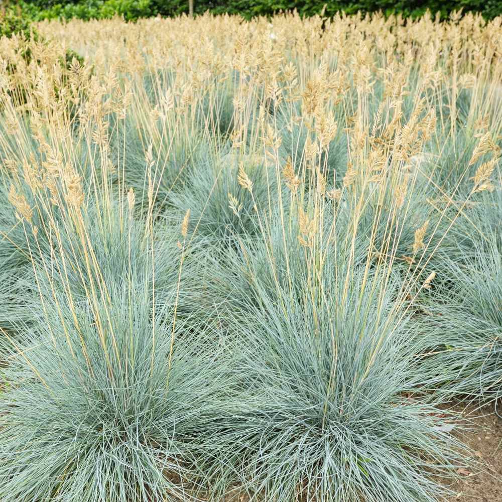 Amazon.com : Blue Fescue Grass Seed - 16" Tall and Non-Invasive, Cool ...