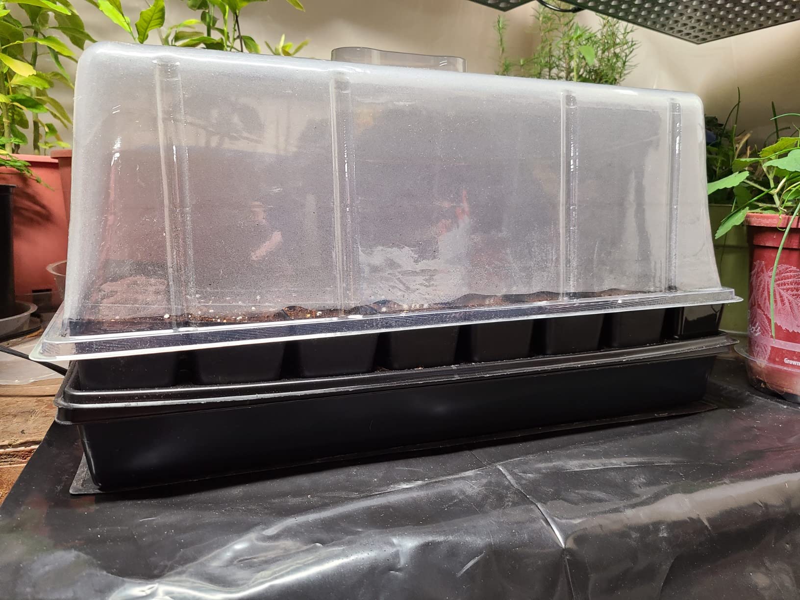 Amazon.com : Viagrow Clear VTD300-20 Plastic Tall Dome (20 Pack ...