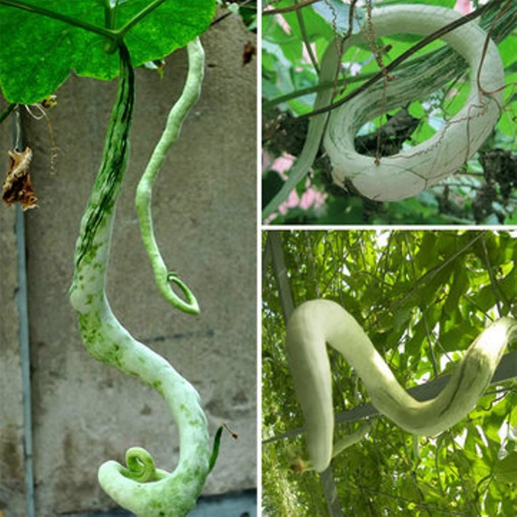Amazon.com : Snake Gourd Vegetable Seeds Garden Balcony Green ...