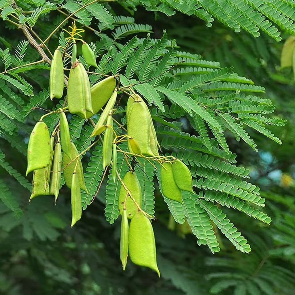 Creative Farmer Pathimugam (Caesalpinia Sappan) Biancaea Sappan ...