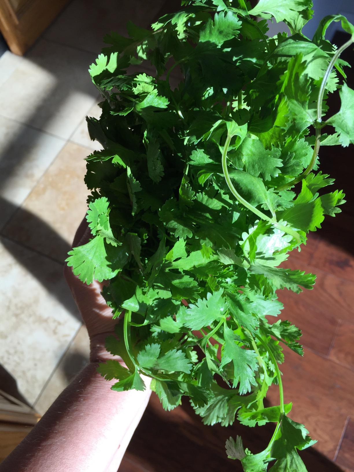Amazon.com: Cilantro, 1 Bunch : Grocery & Gourmet Food