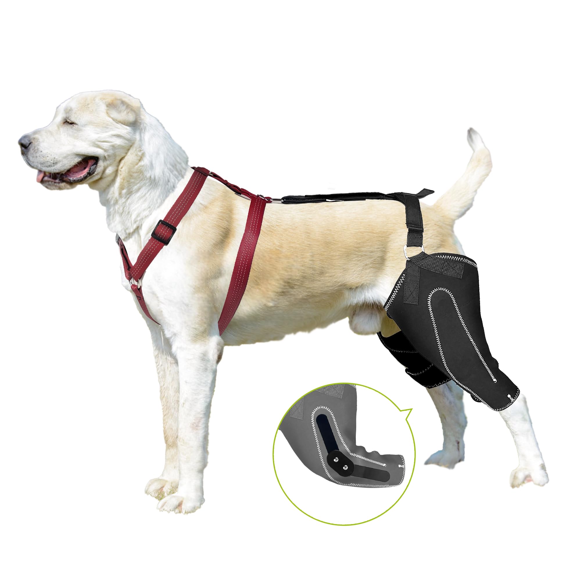 Dog Leg Braces for Back Leg Luxating Patella Joint Pain Arthritis Dog ...