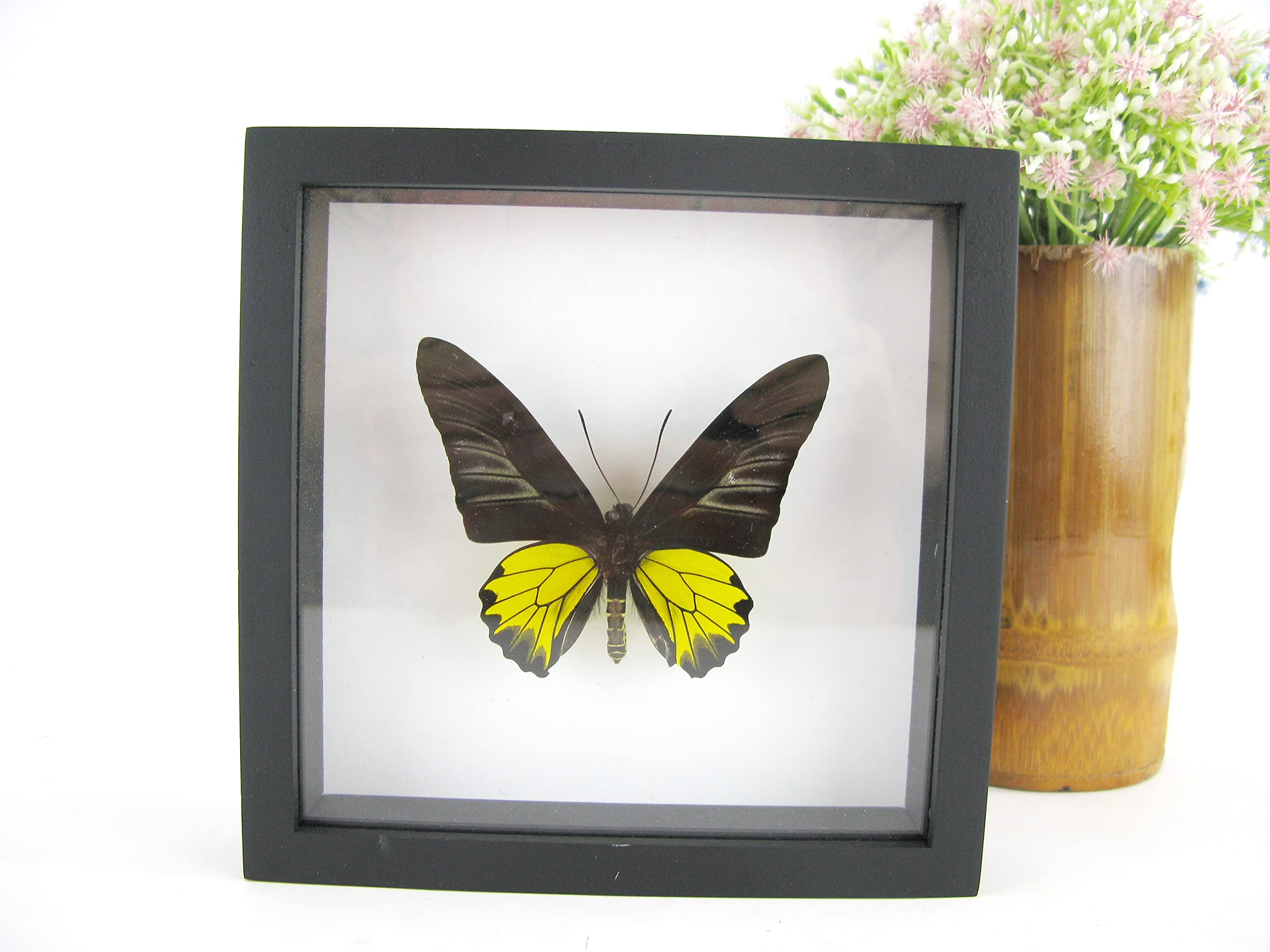 Very Rare Butterfly