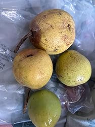 Fresh Pear Indian Nashpati Fruit, 500 g : Amazon.in: Grocery & Gourmet ...