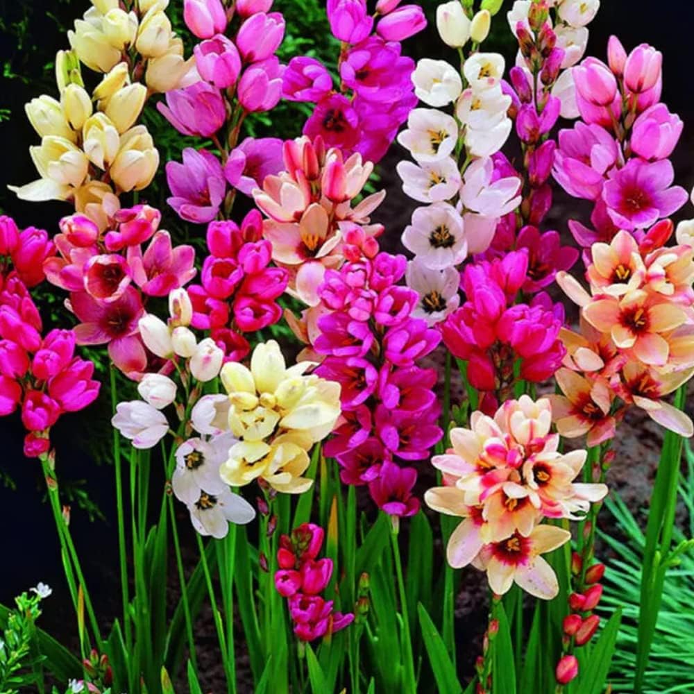 schone 15 x Ixia Mixed Star-Like Wand Flowers Colourful Blooms Summer ...
