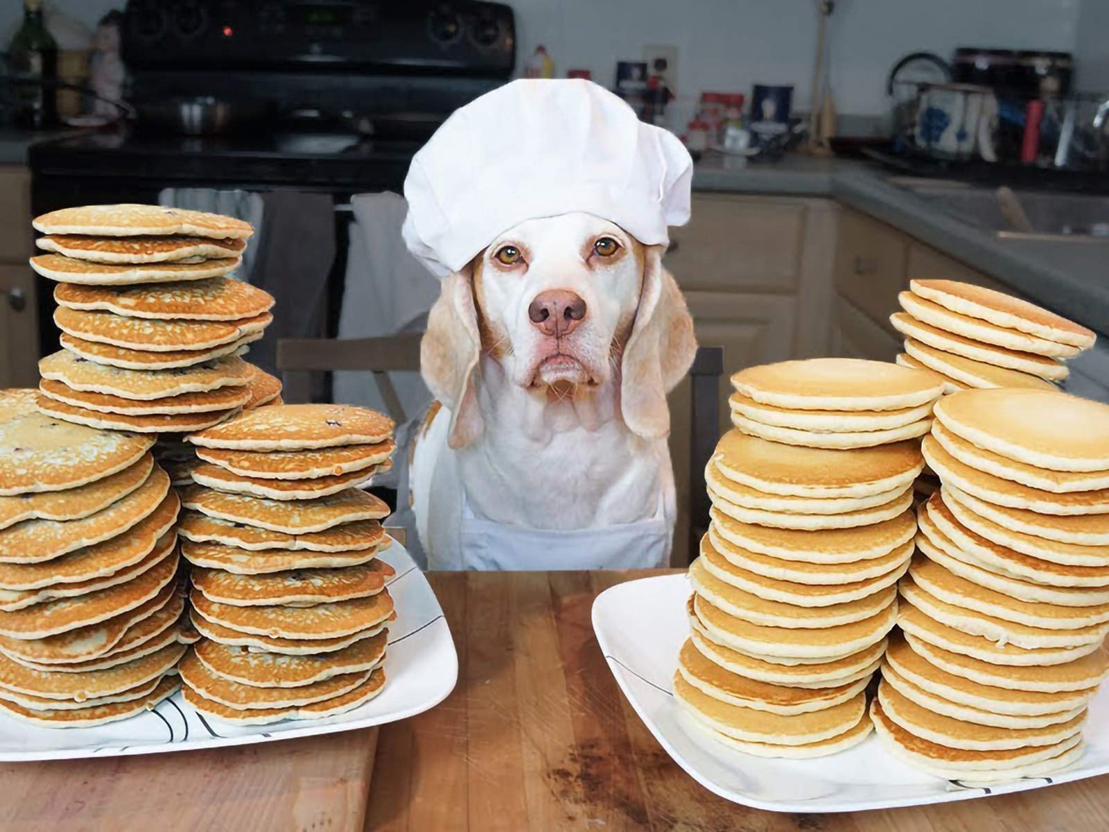 Watch Chef Dog Maymo | Prime Video