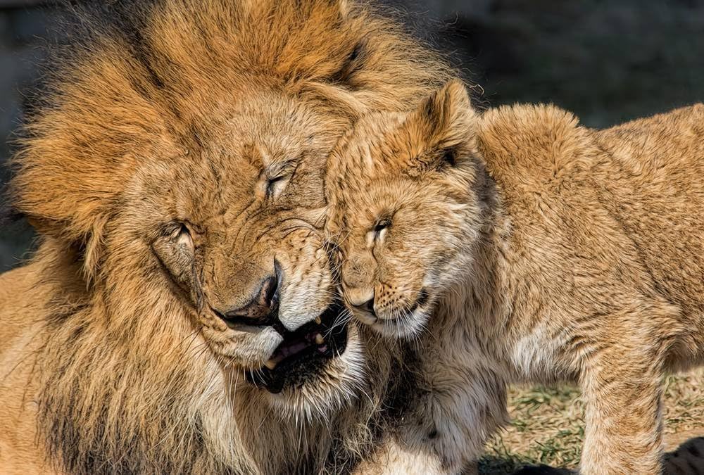 Amazon.com: FHYGJD Lion and Lion Cub Love Art Print Canvas Poster,Home ...