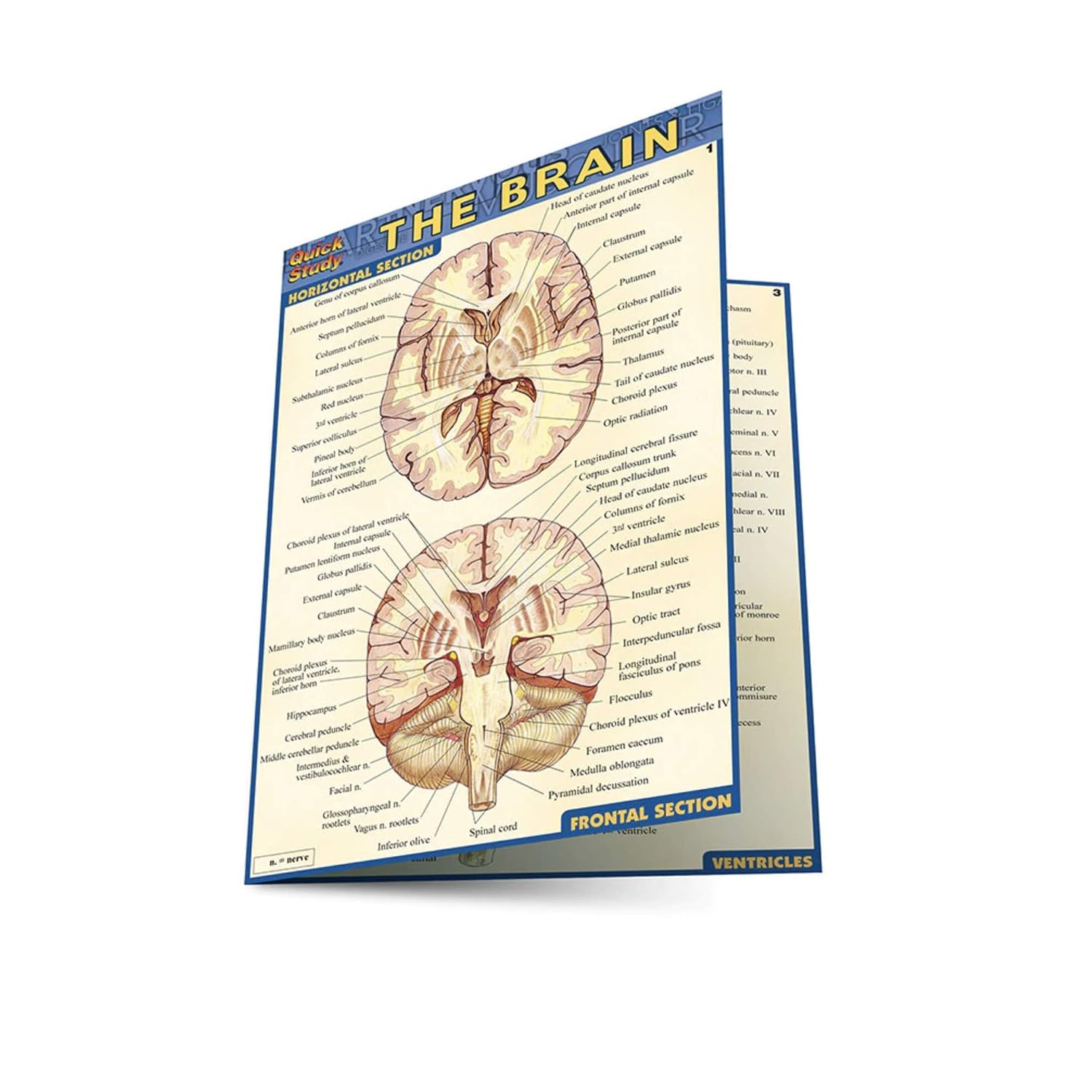 Buy Brain (Quick Study) Book Online at Low Prices in India | Brain ...