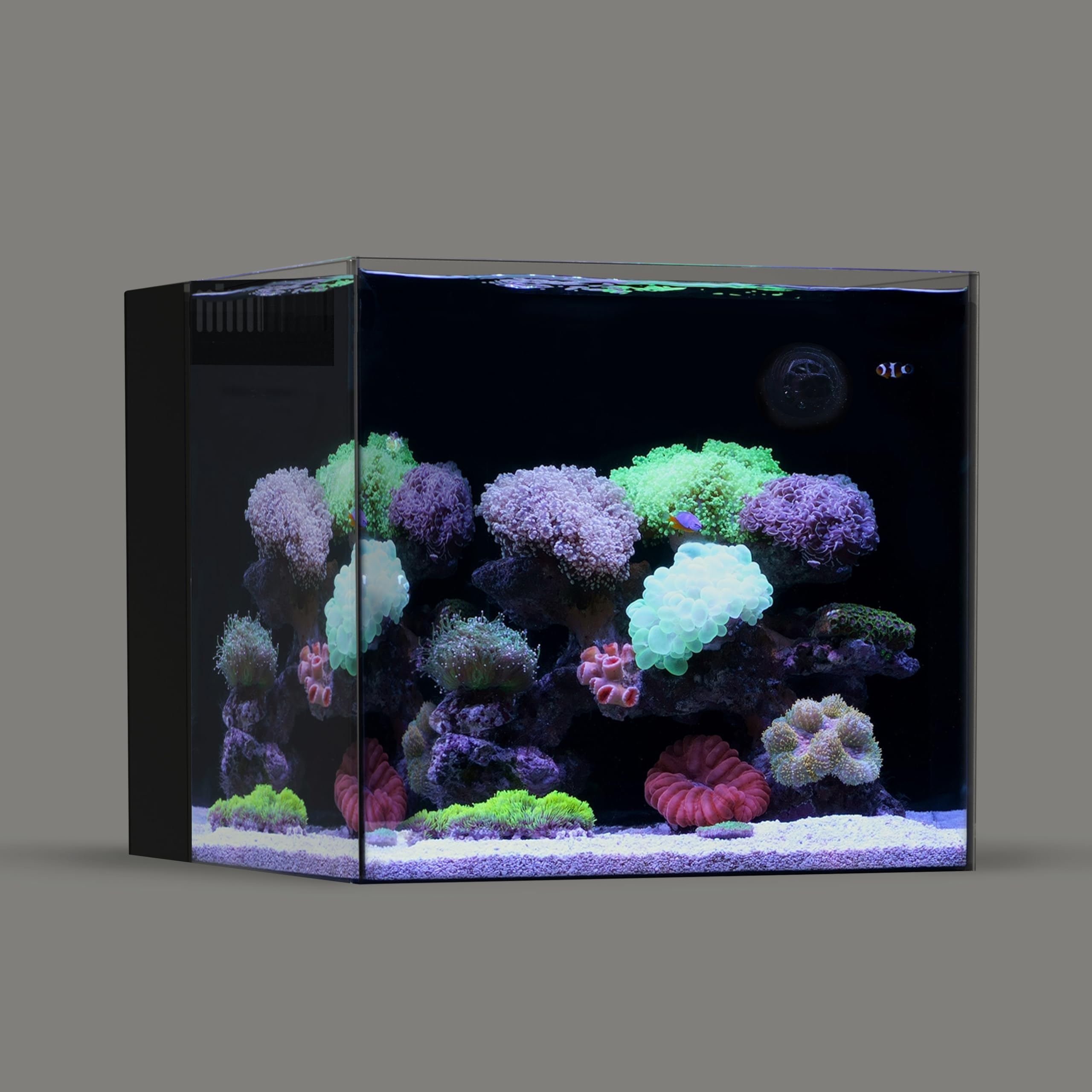 Amazon.com : Waterbox Aquariums AIO Cube 20 - All in One Aquarium (No ...