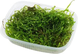 Taxiphyllum barbieri (Javamoos) : Amazon.de: Haustier