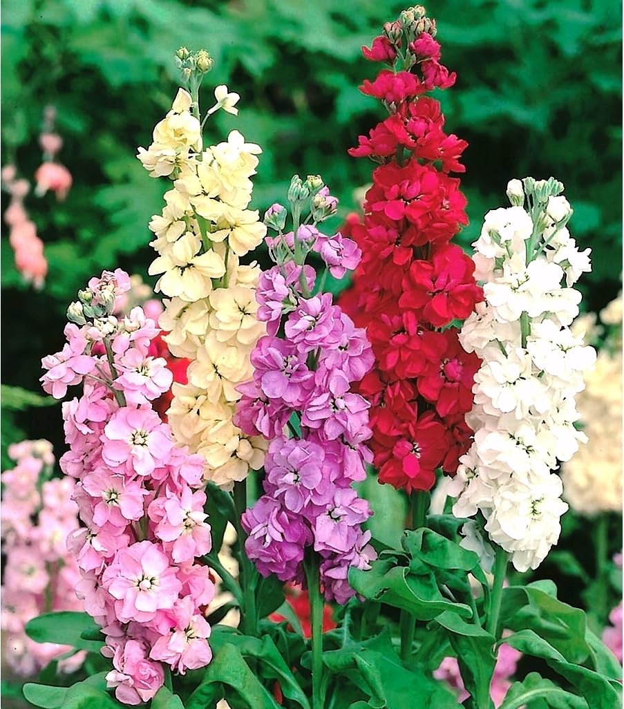 Amazon.com : Seeds4planting - Stock Giant Imperial Mixed (Matthiola ...
