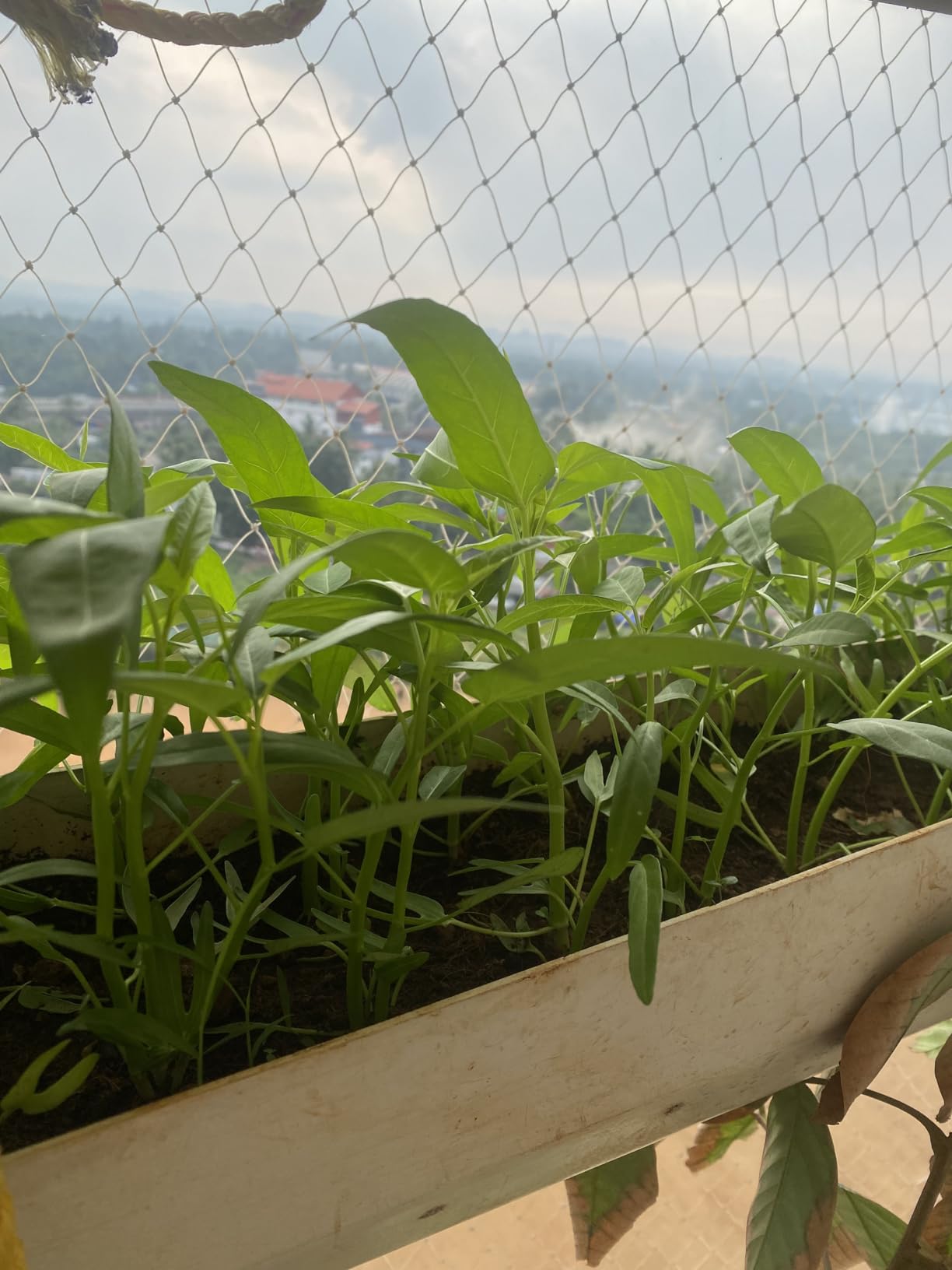 MaliaGarden Thai Kangkong - Water Spinach - 50 Seeds - Ipomoea aquatica ...