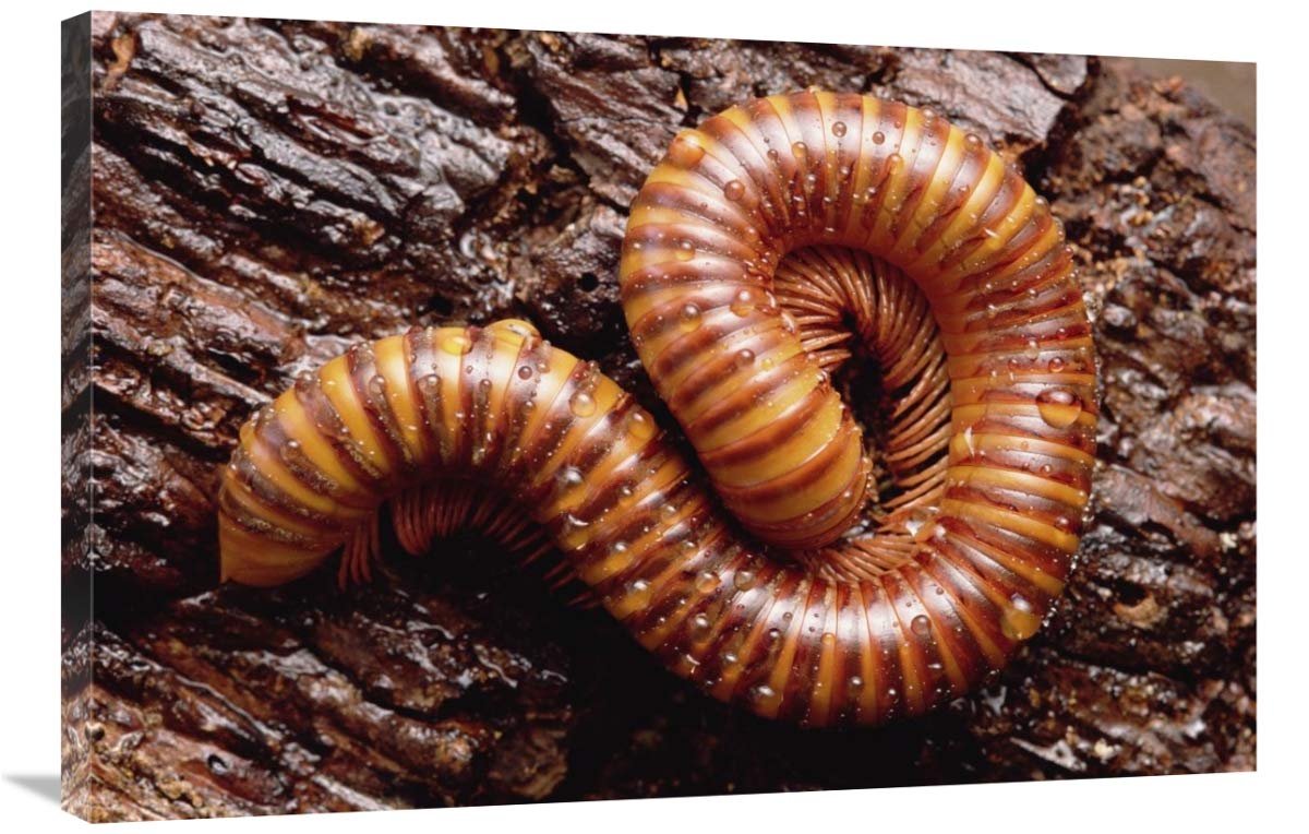 Giant African Millipede Drawing Giant Millipede Stock Illustrations