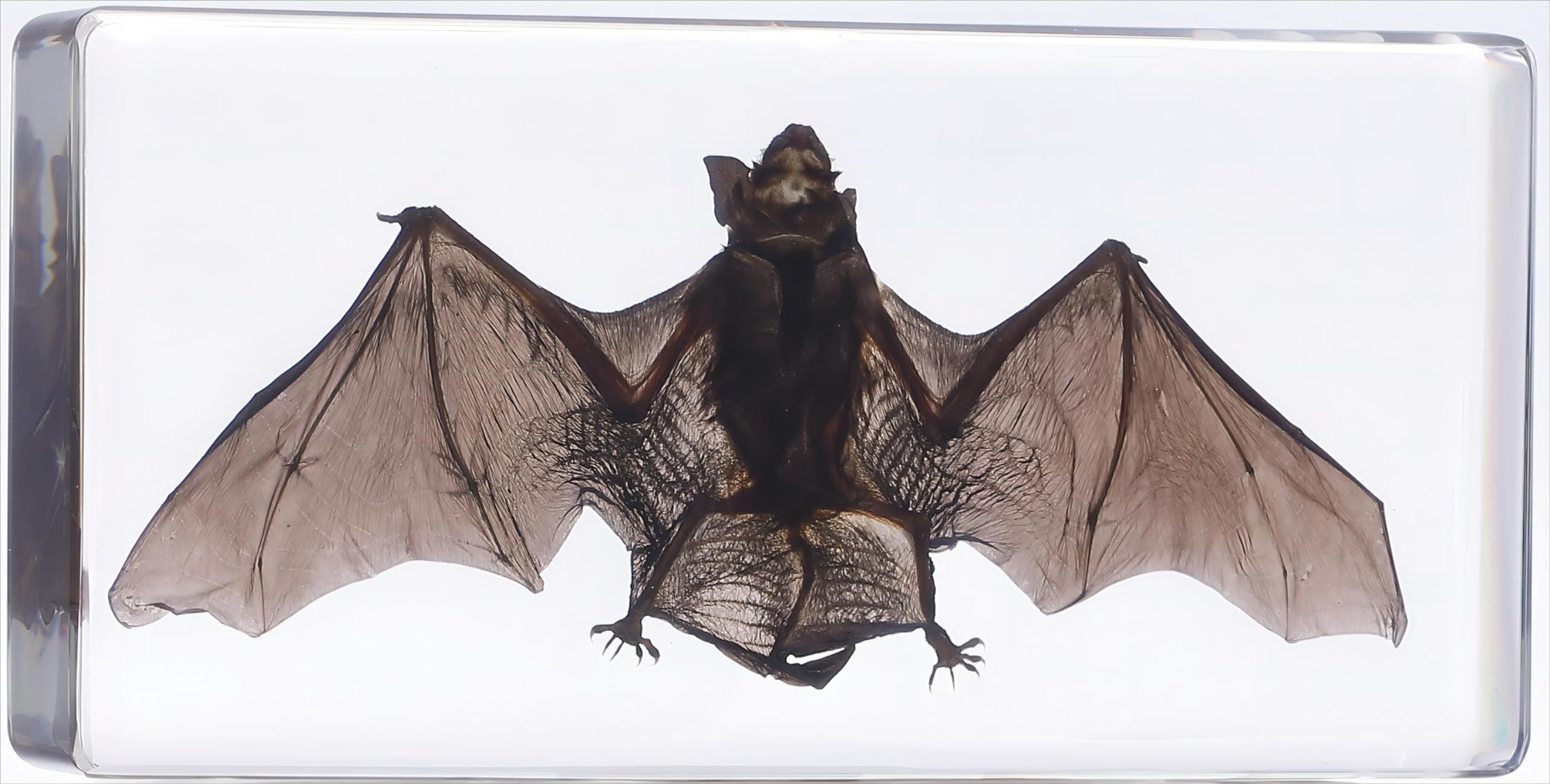 Taxidermy Bat Real Specimen In Resin - 3x3x1 Inch Natural History ...