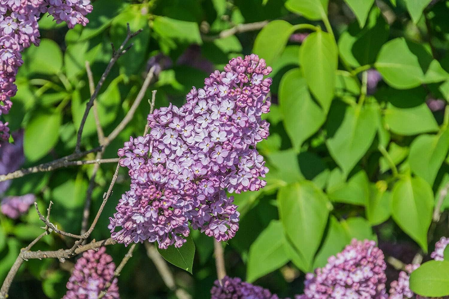 Gemeiner Flieder Wildflieder Syringa Vulgaris violette Blüte 40-60 cm ...