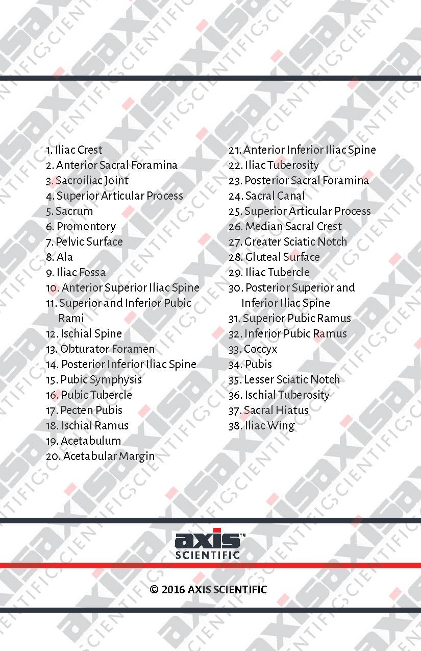 Axis Scientific Skeletal Model of The Female Pelvis | Cast from a Real ...