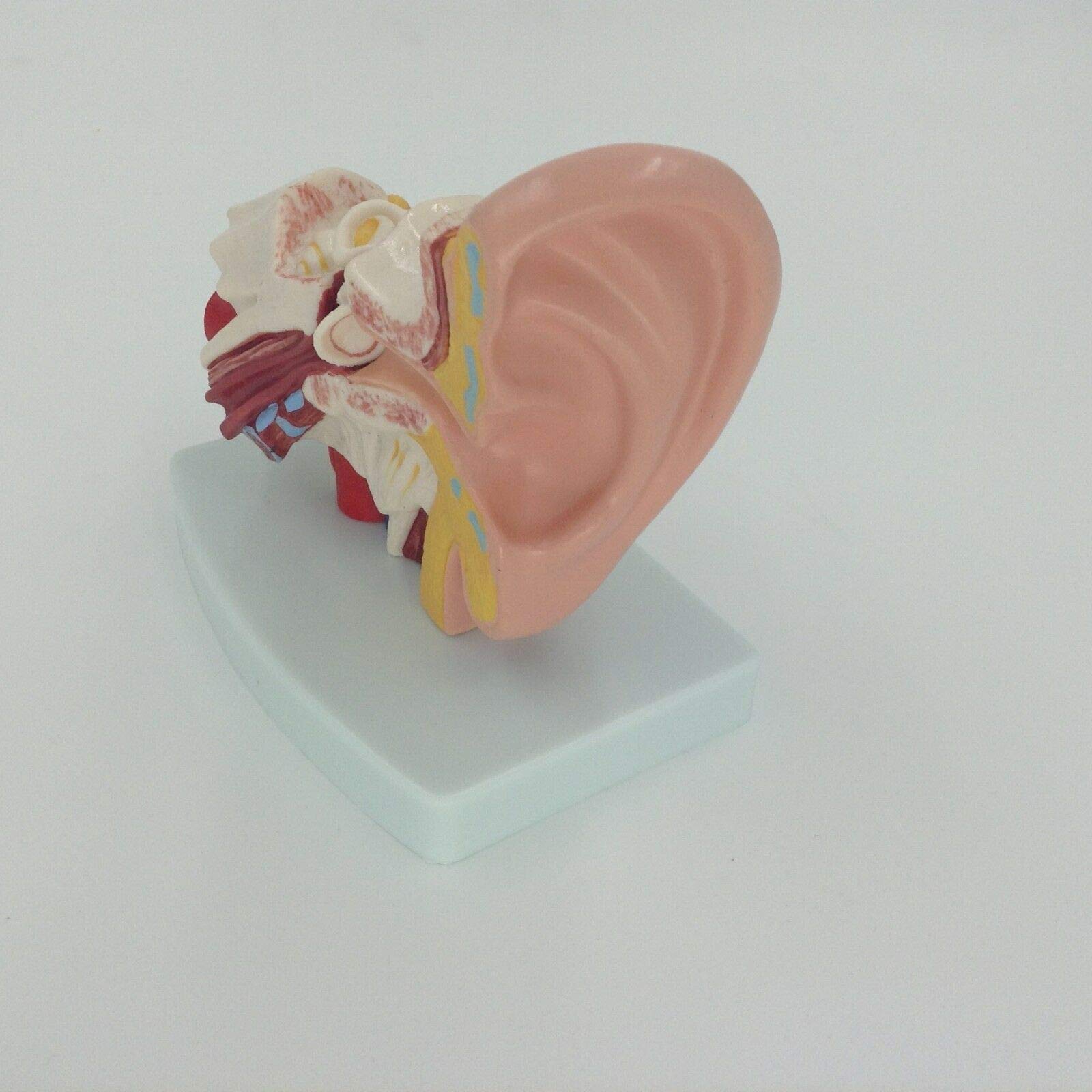 Buy New Ear Model Anatomical Ear Model, Magnification 1.5 X Human Ear ...