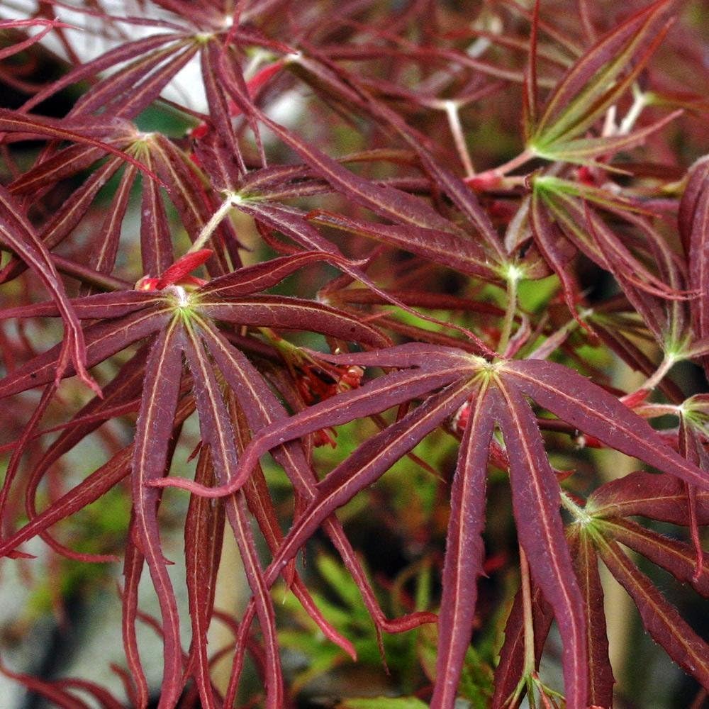 Amazon.com: Shirazz Japanese Maple - Cream and Pink Variegation 1 ...