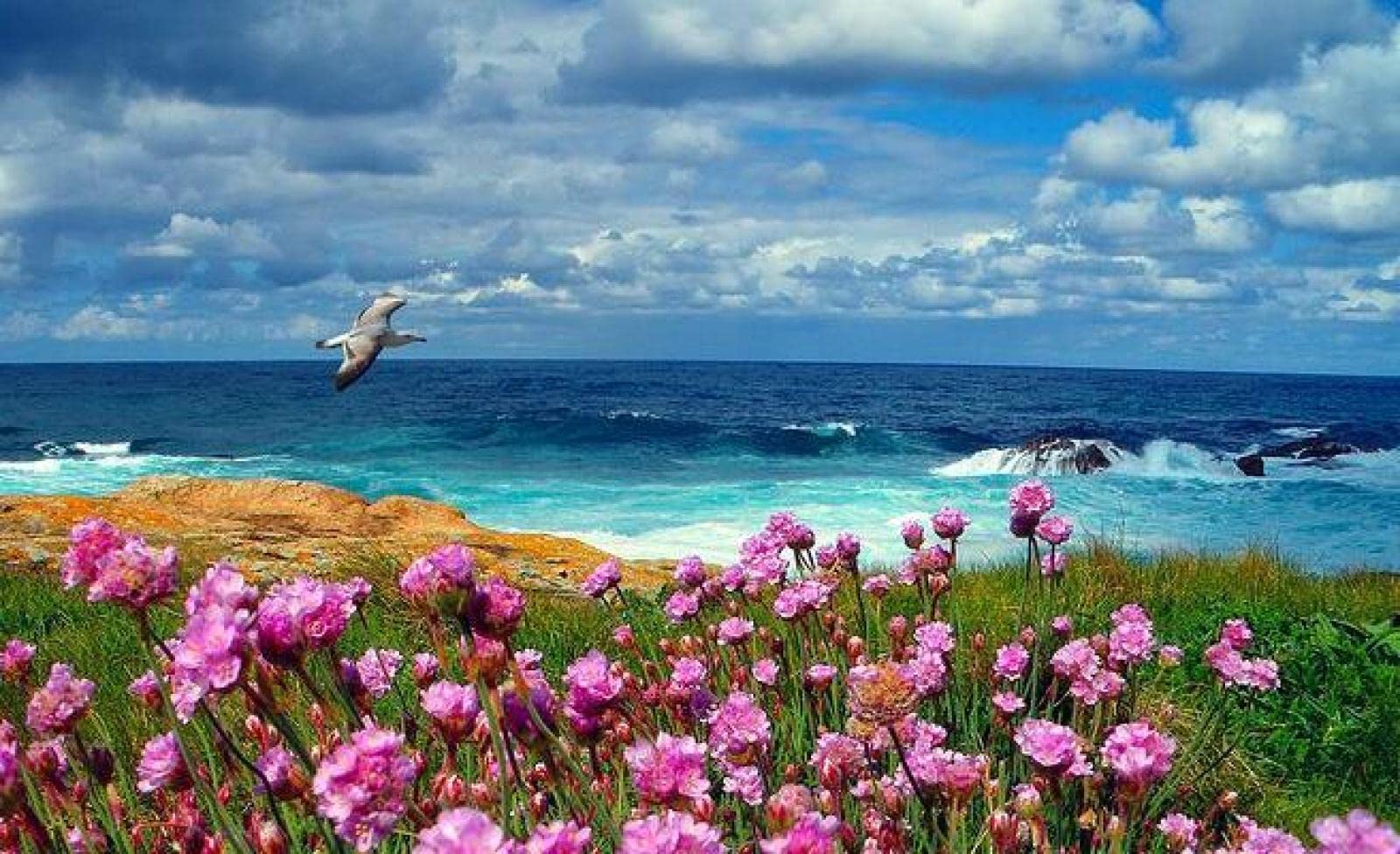 Ocean Plants And Flowers