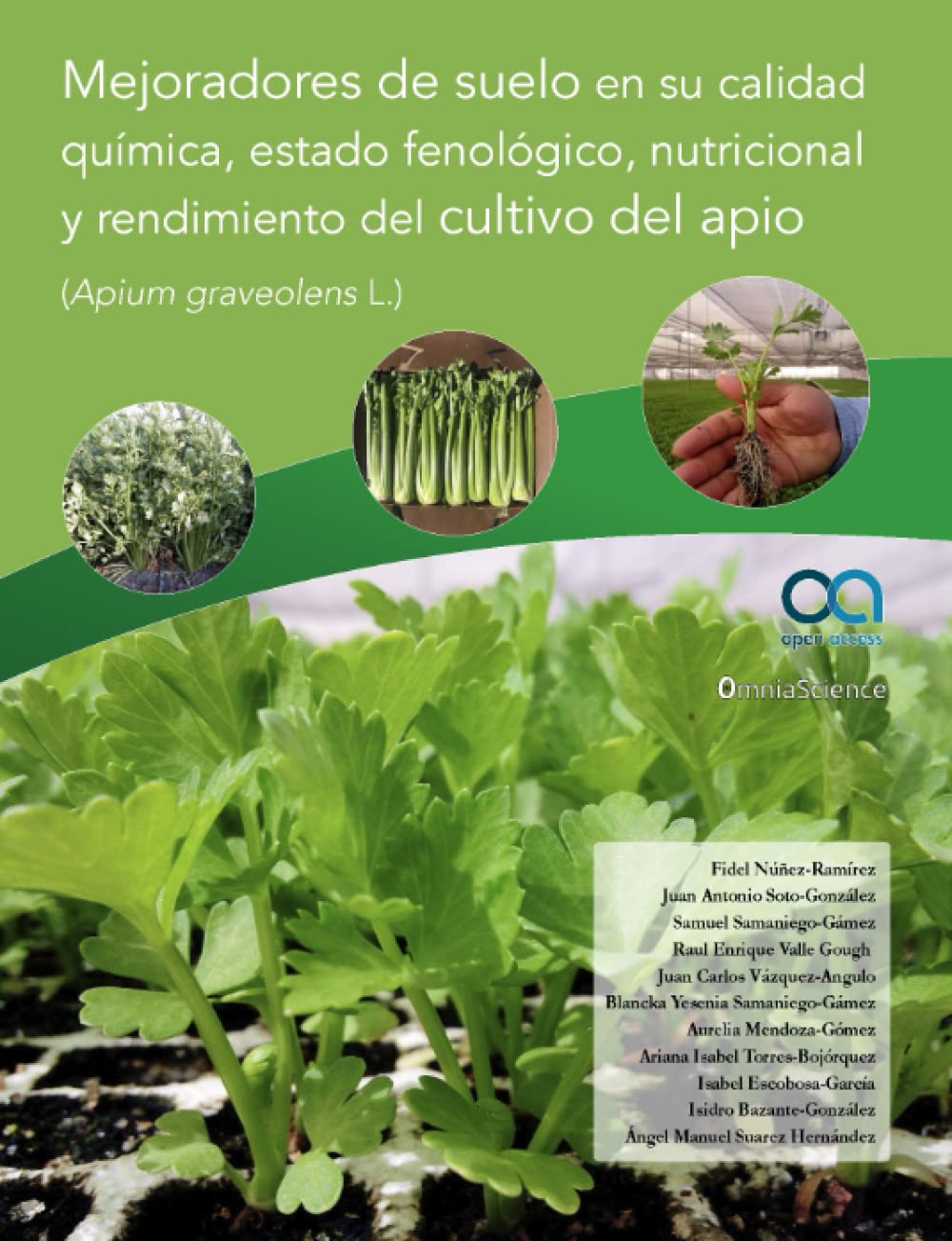 Cultivo De Apio En El Suelo Plantaciones De Apio En El Campo. Apio De