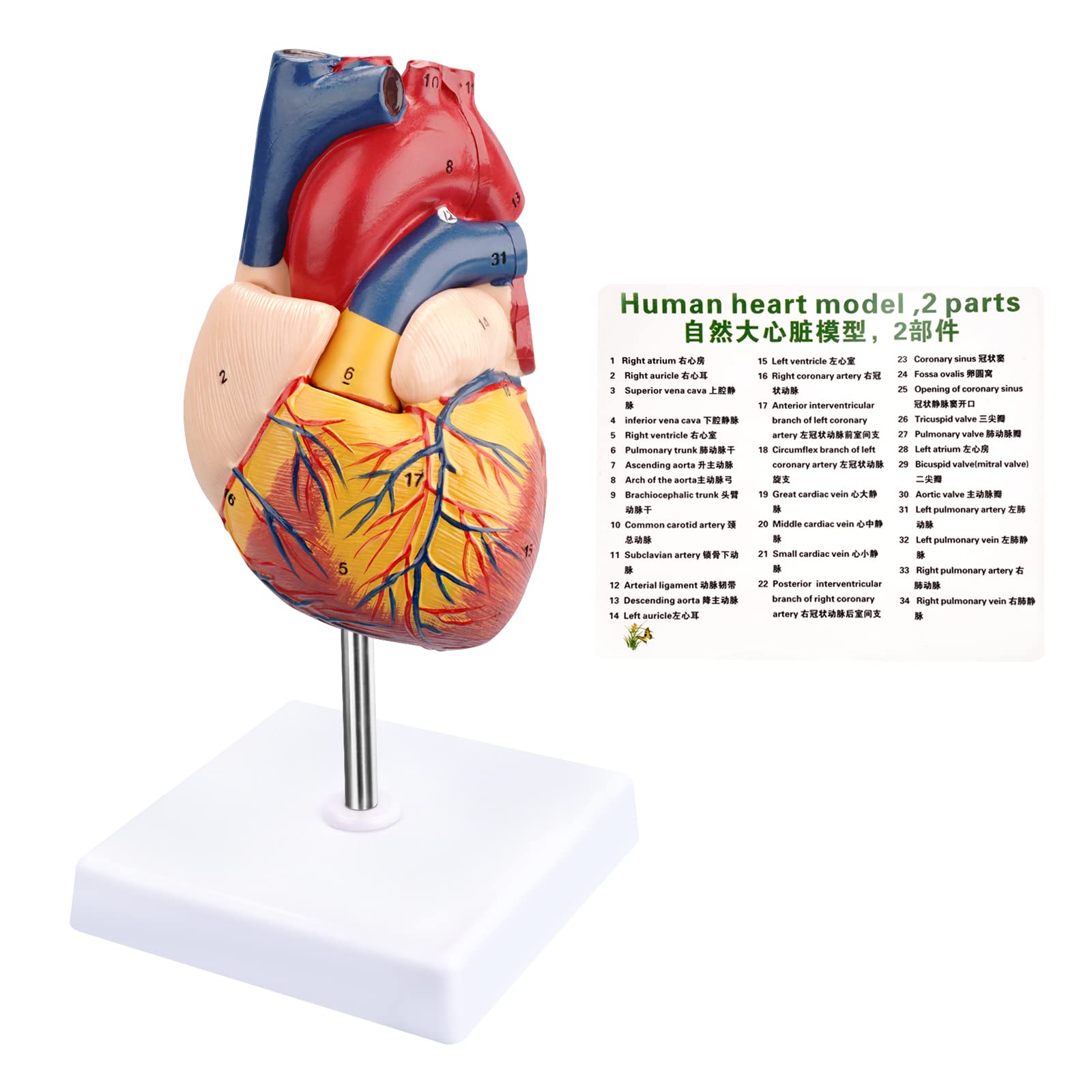 Buy Human Heart Model, Magsoar 2-Part Life Size Anatomical Heart ...