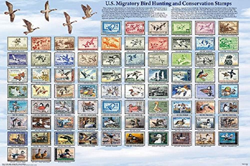 Amazon.com: Picture Peddler Backyard Birds Laminated Educational ...
