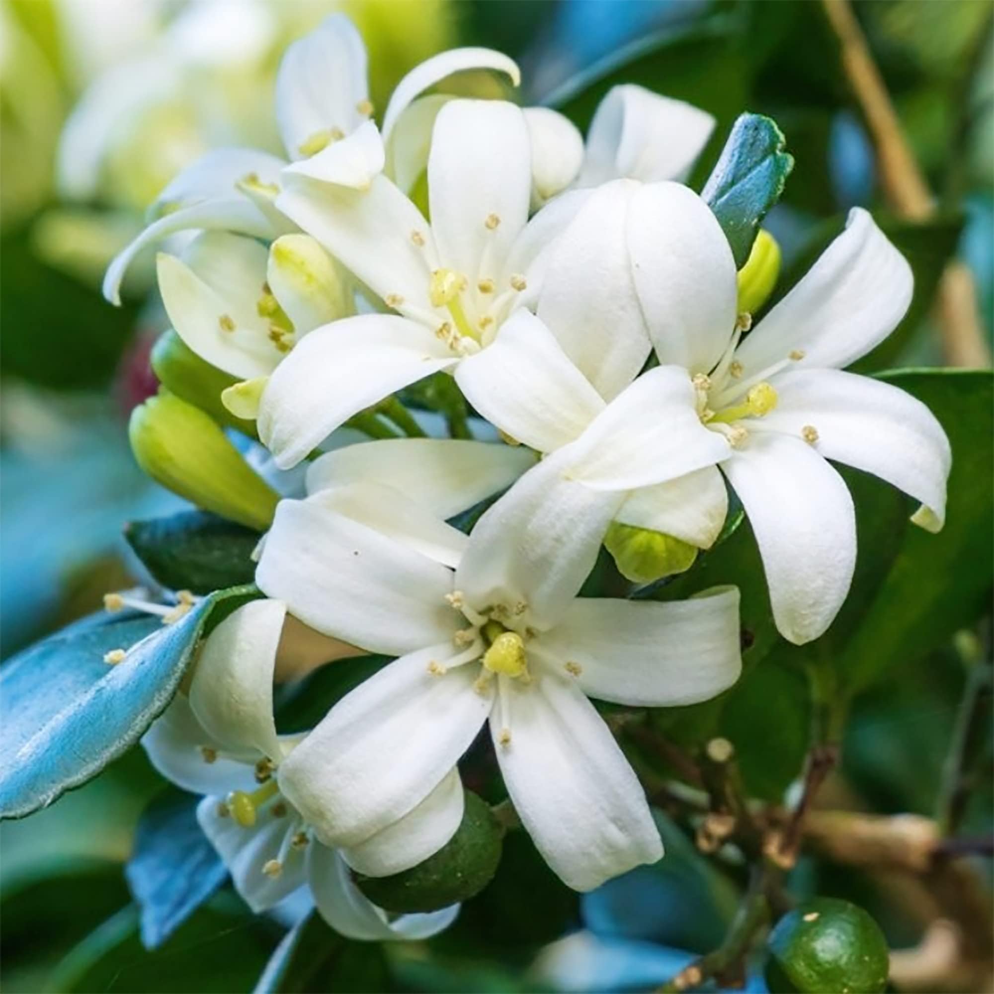 Amazon.com : QAUZUY GARDEN 5 Mock Orange Jasmine (Orange Jessamine ...