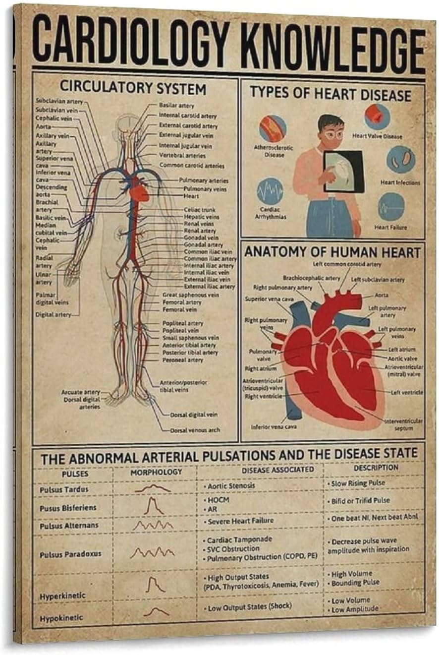 Amazon.com: Cardiology Knowledge Circulatory System Anatomy of Human ...