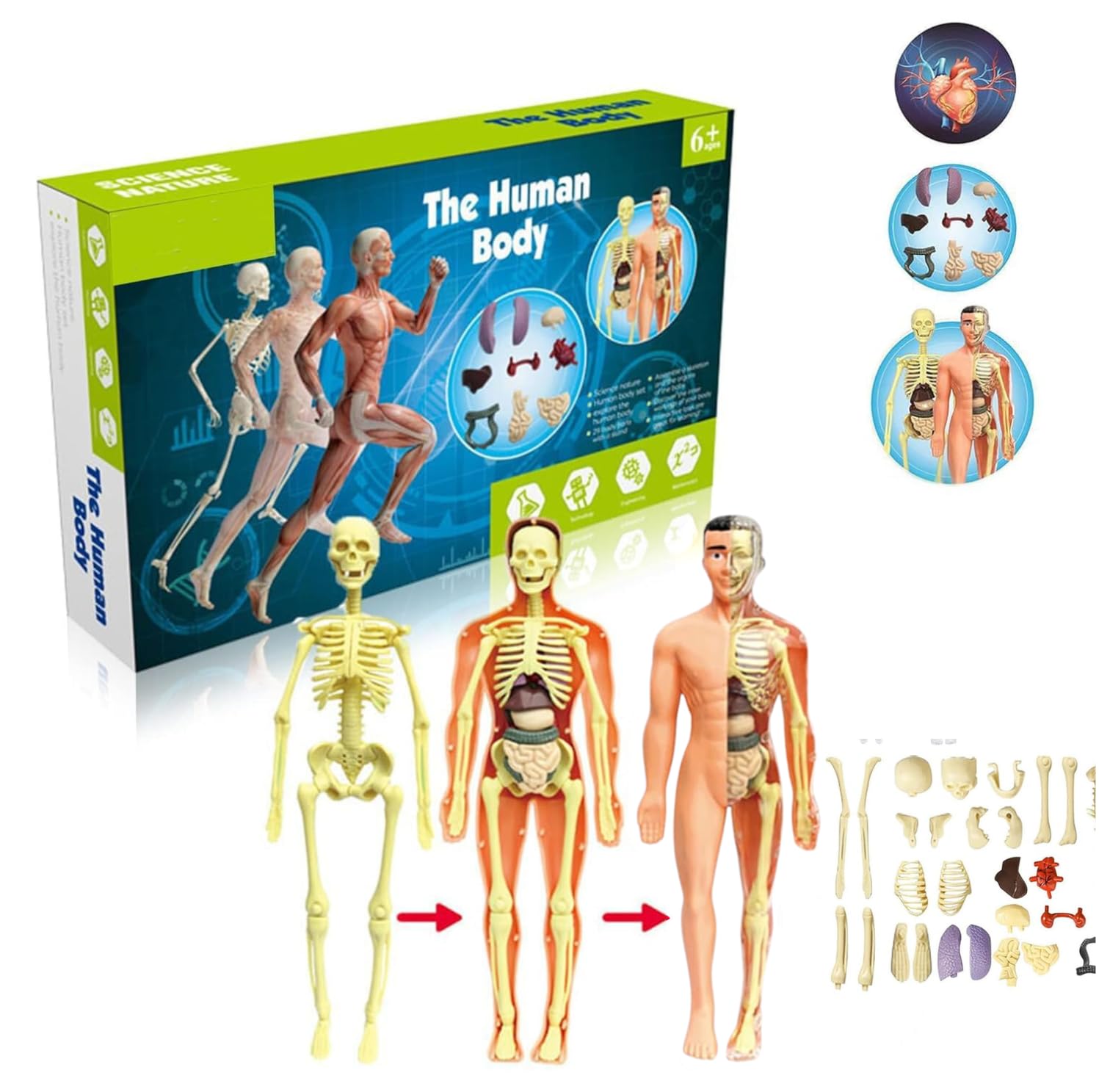 Buy FELTHOUSE Human Body Structure Model Kit for Kids - Clear Human ...